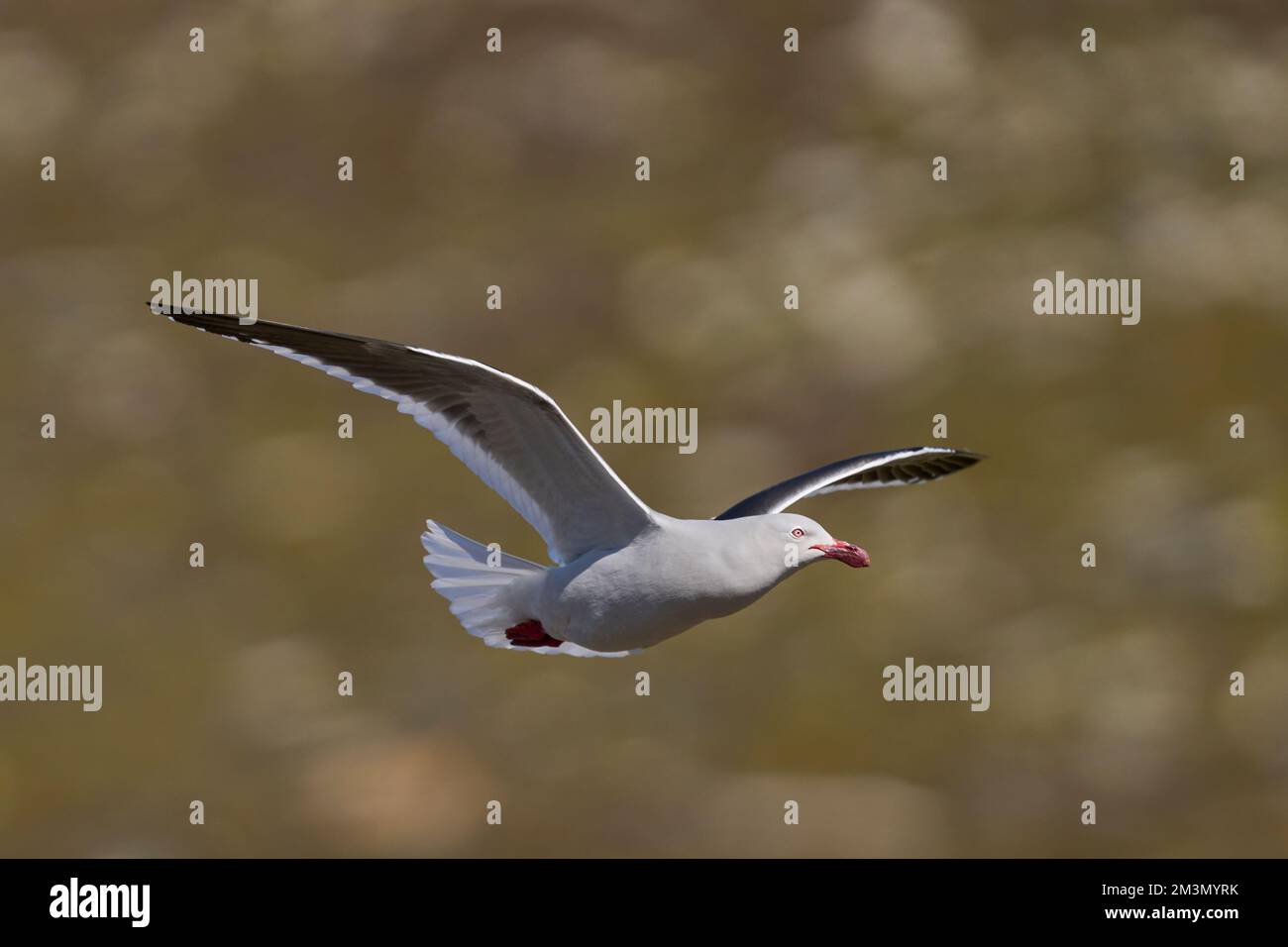 Dolphin Gull (Leucophaeus scoresbii) in flight on the coast of Saunders ...
