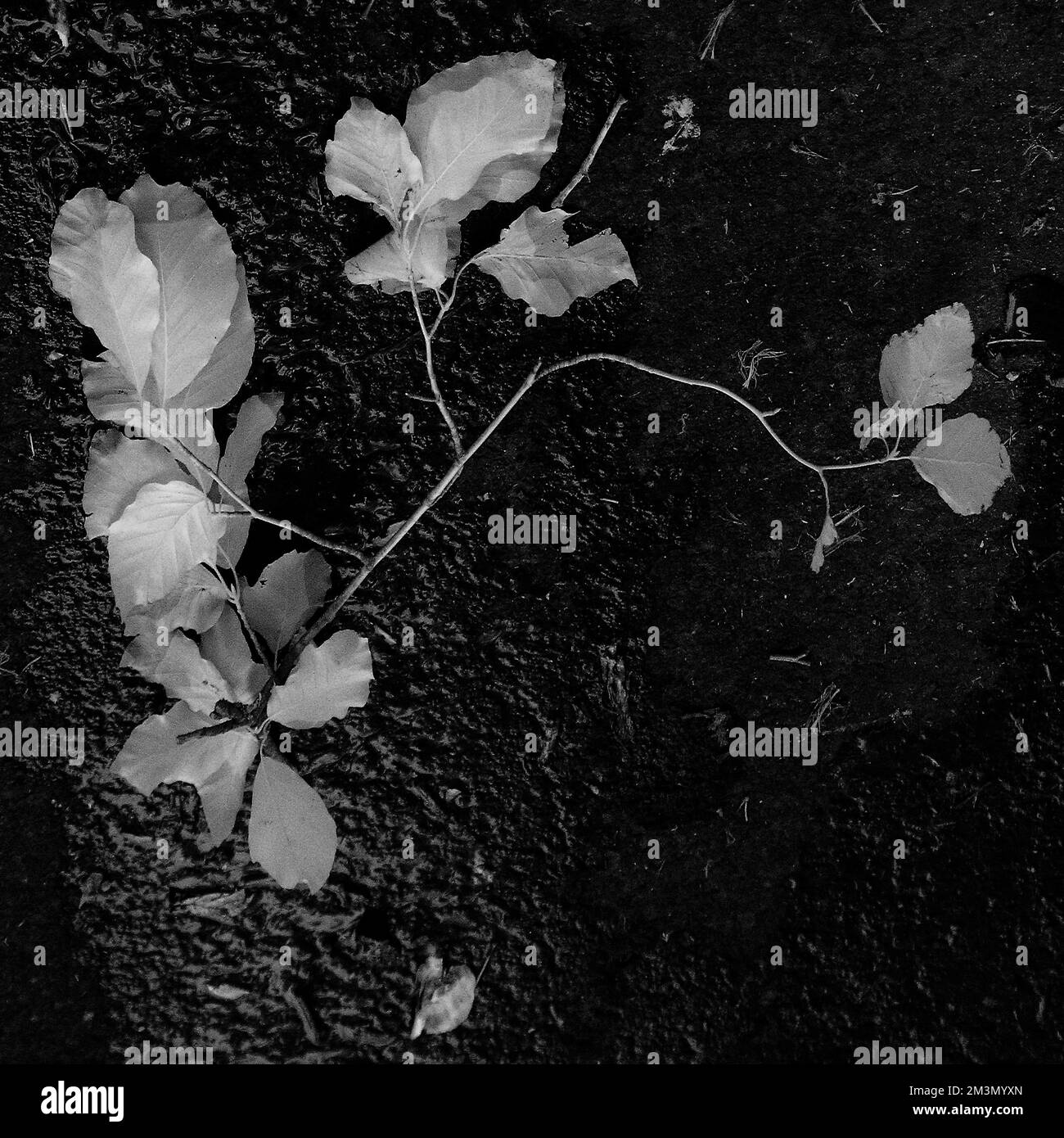 Fine art photograph of fallen twig and leaf in black and white, an ...