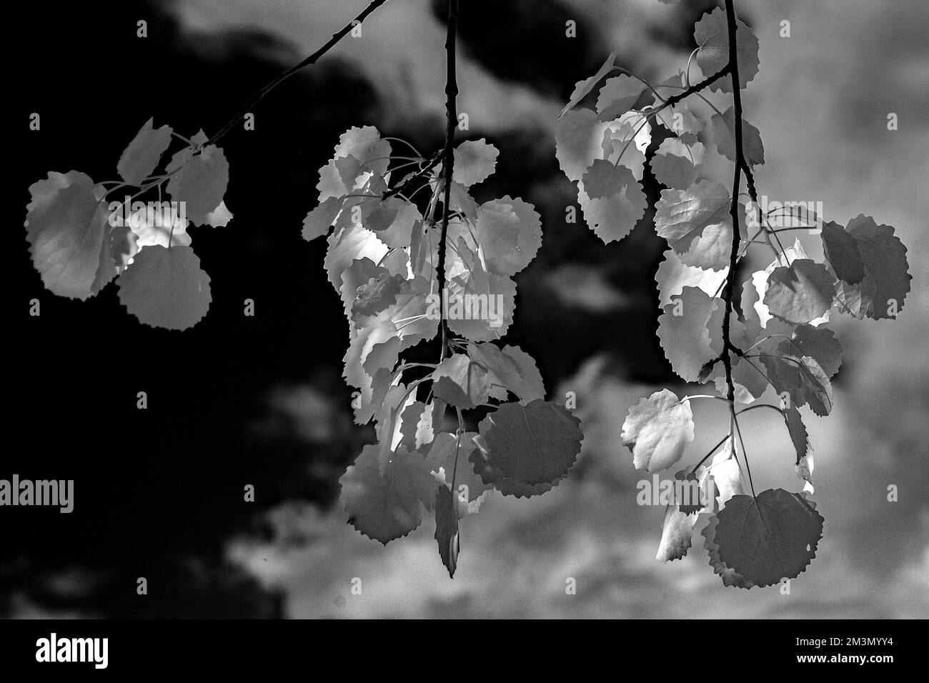 Fine art photograph woodland bathed in beautiful late evening light ...