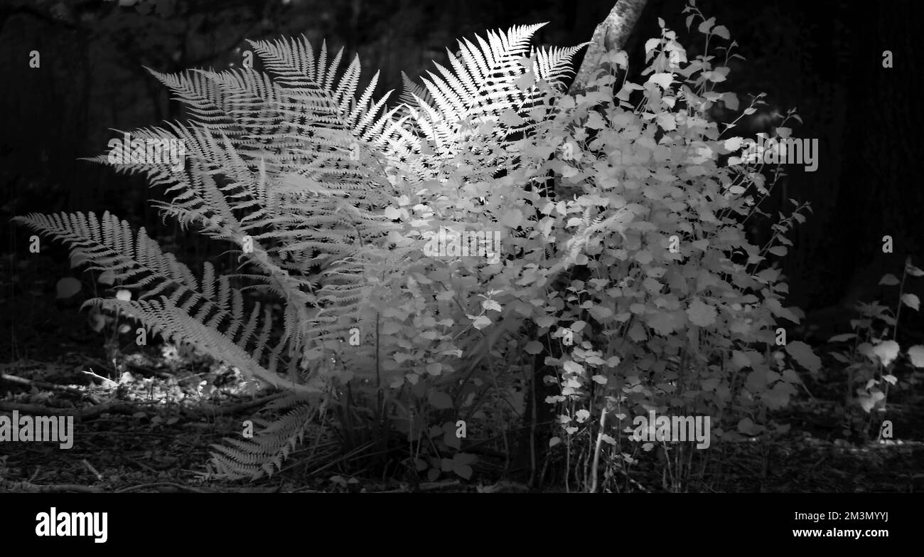 Fine art photograph of trees in black and white, an image of nature in ...