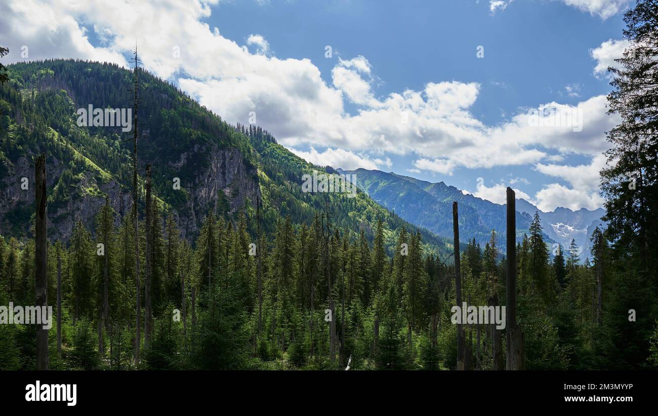 A landscape view of the fir forest trees with mountains in the ...