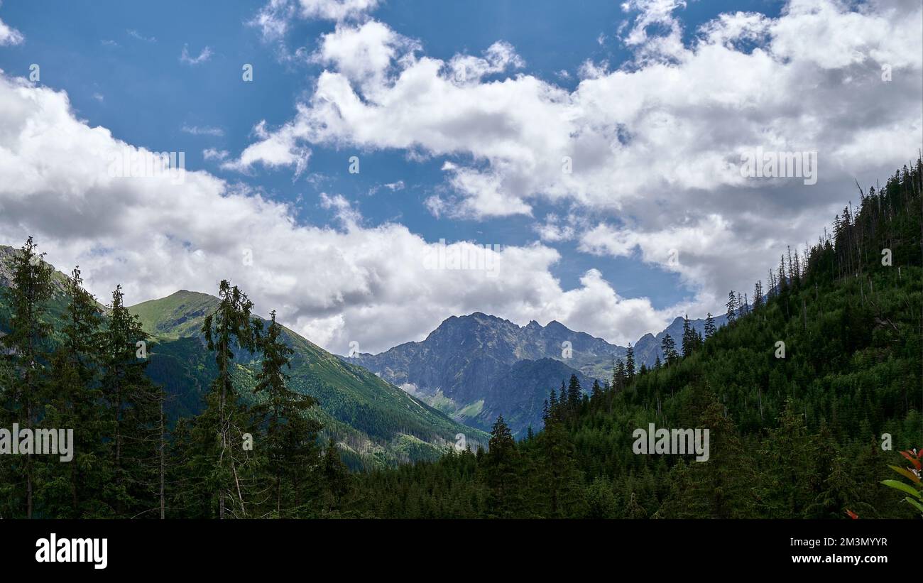 A landscape view of the fir forest trees with mountains in the ...