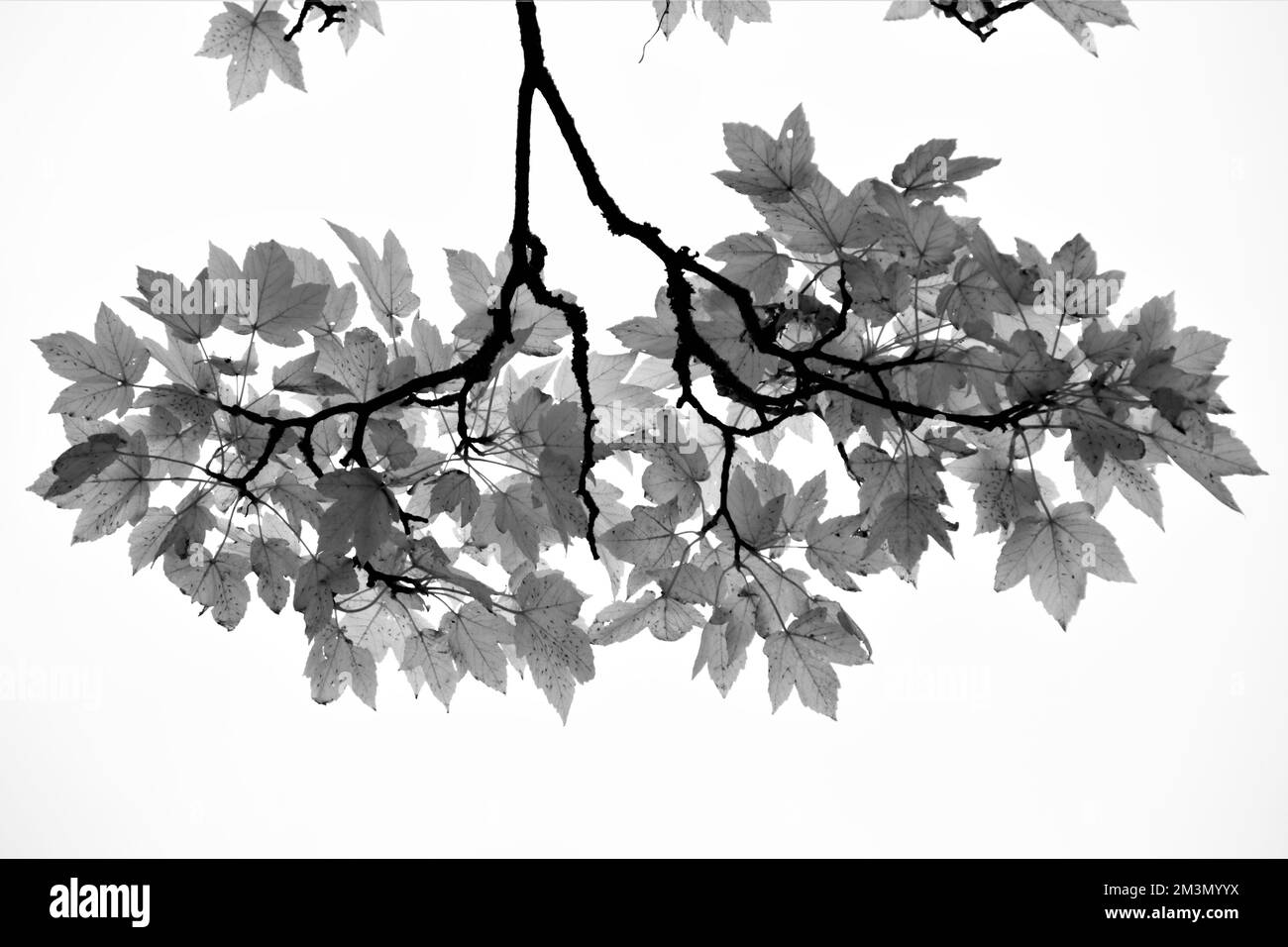 Fine art photograph of trees in black and white, an image of nature in ...