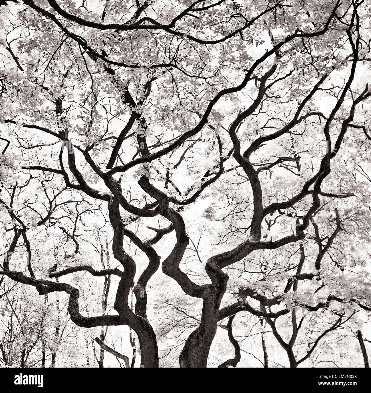 Black and white infrared image of Ancient oak woodland a former ...