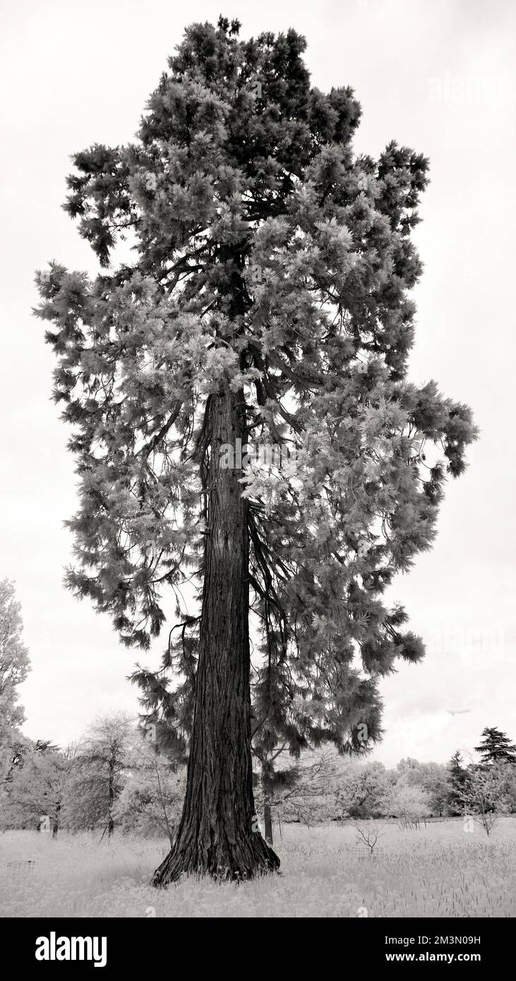 Black and white photograph of English parkland Cannock Chase AONB Area ...