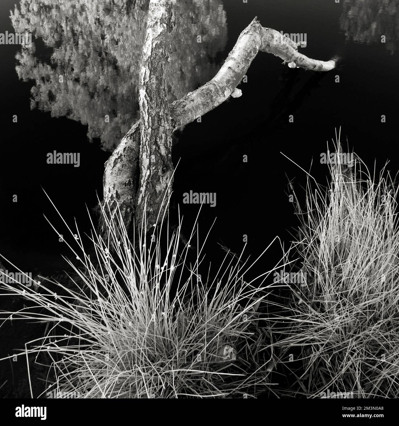 Black and white photograph of reflections tree stump and reeds in water ...
