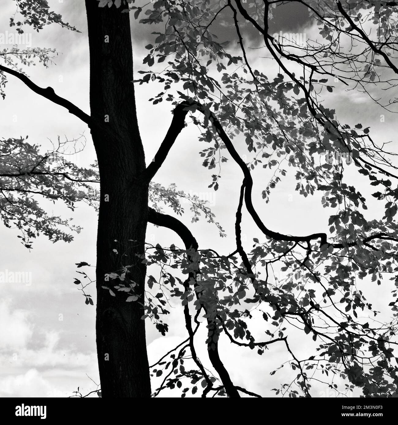 Black and white photograph of Beech tree silhouette at waters edge on ...