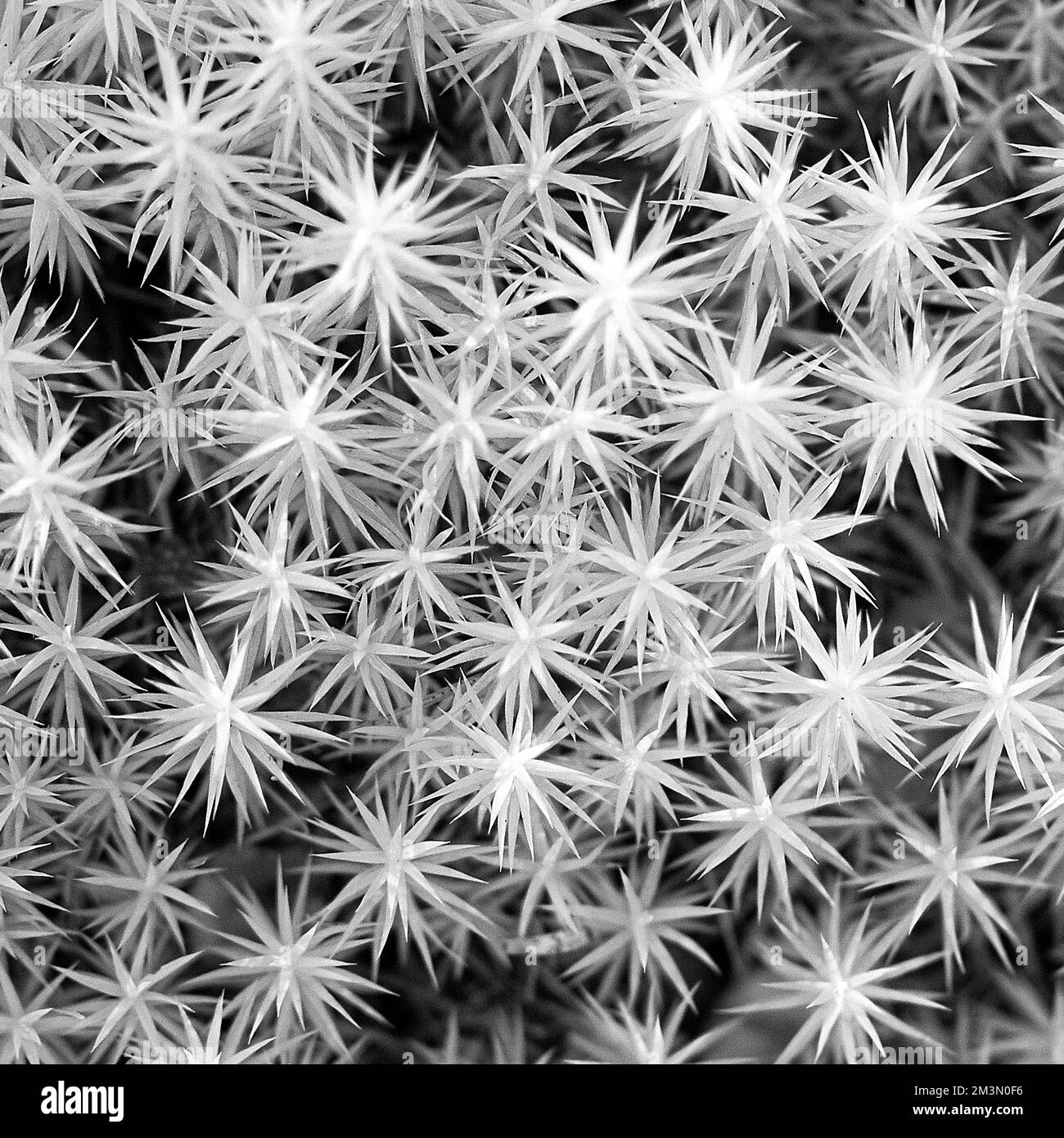 Semi abstract close up of Star Moss in the forests of Cannock Chase ...