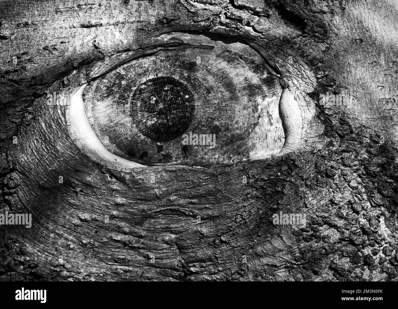 Artistic images in black and white of close up natural detail of Beech ...