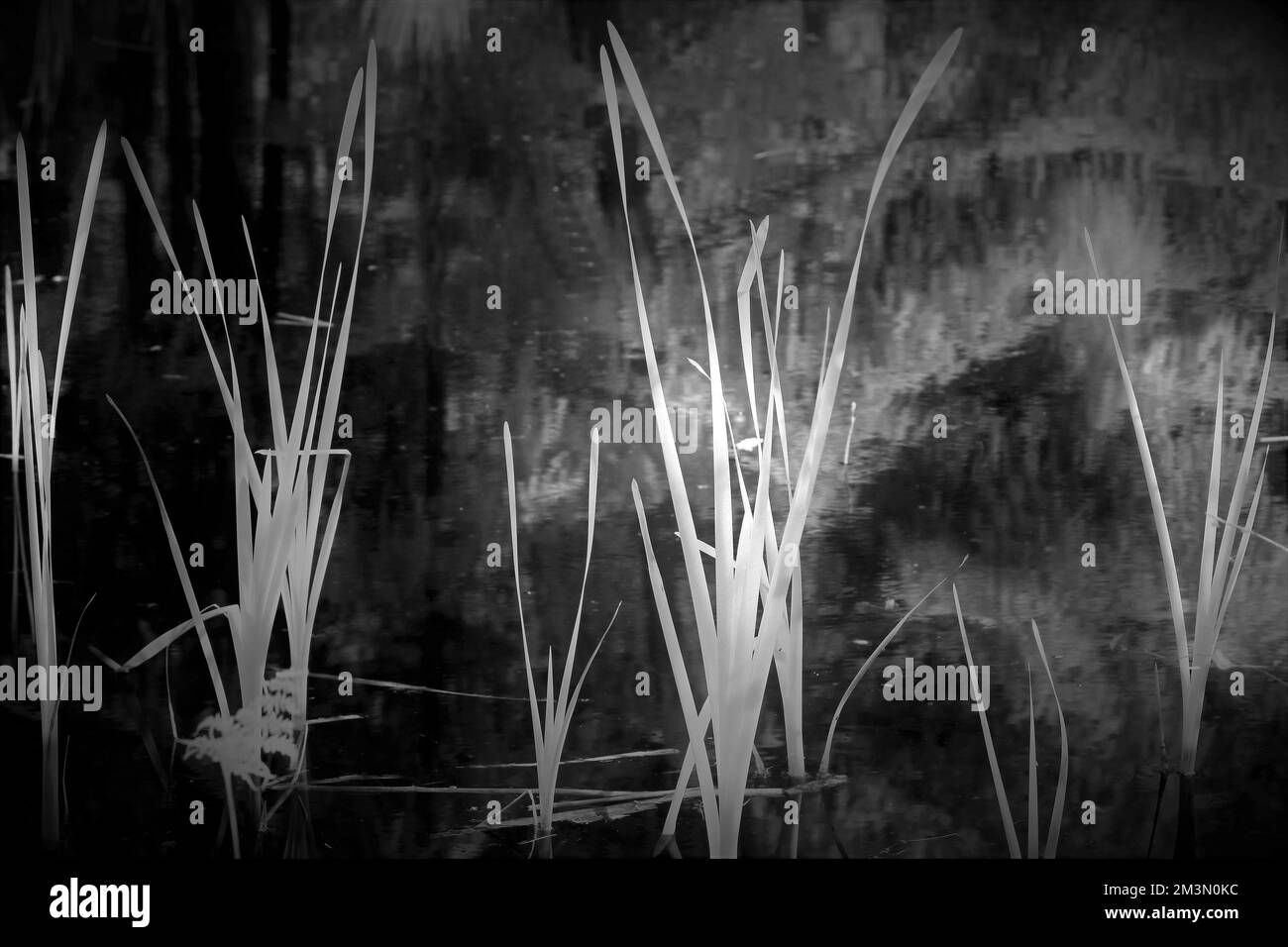 Black and white photograph of Bulrush Reeds on forest pond at Cannock ...