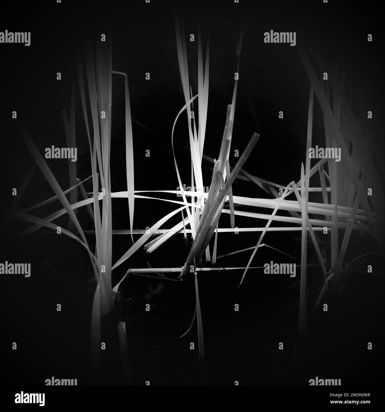 Black and white toned photography of reeds on woodland pond with wild ...