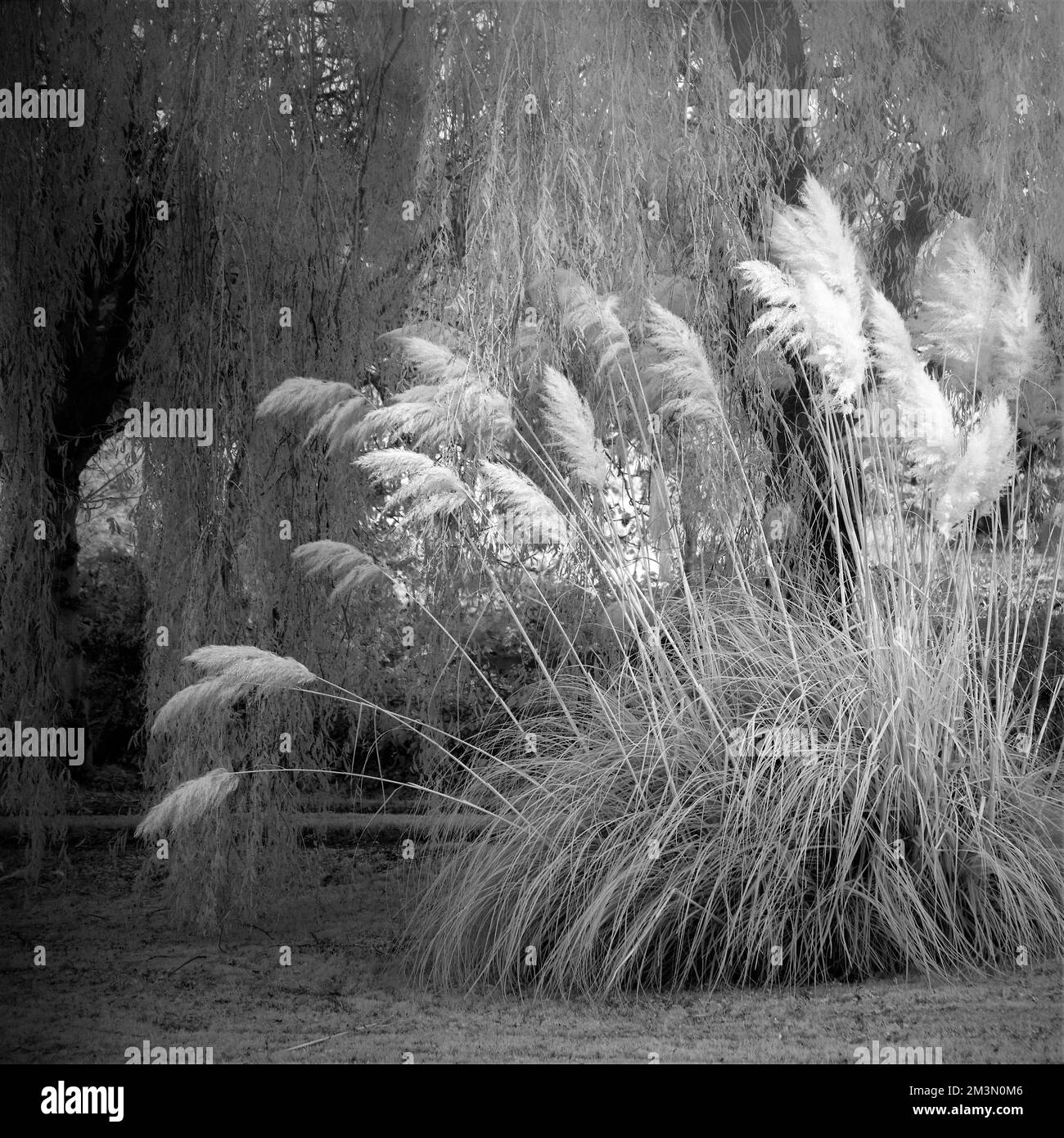 Water edge vegetation Black and White Stock Photos & Images - Alamy