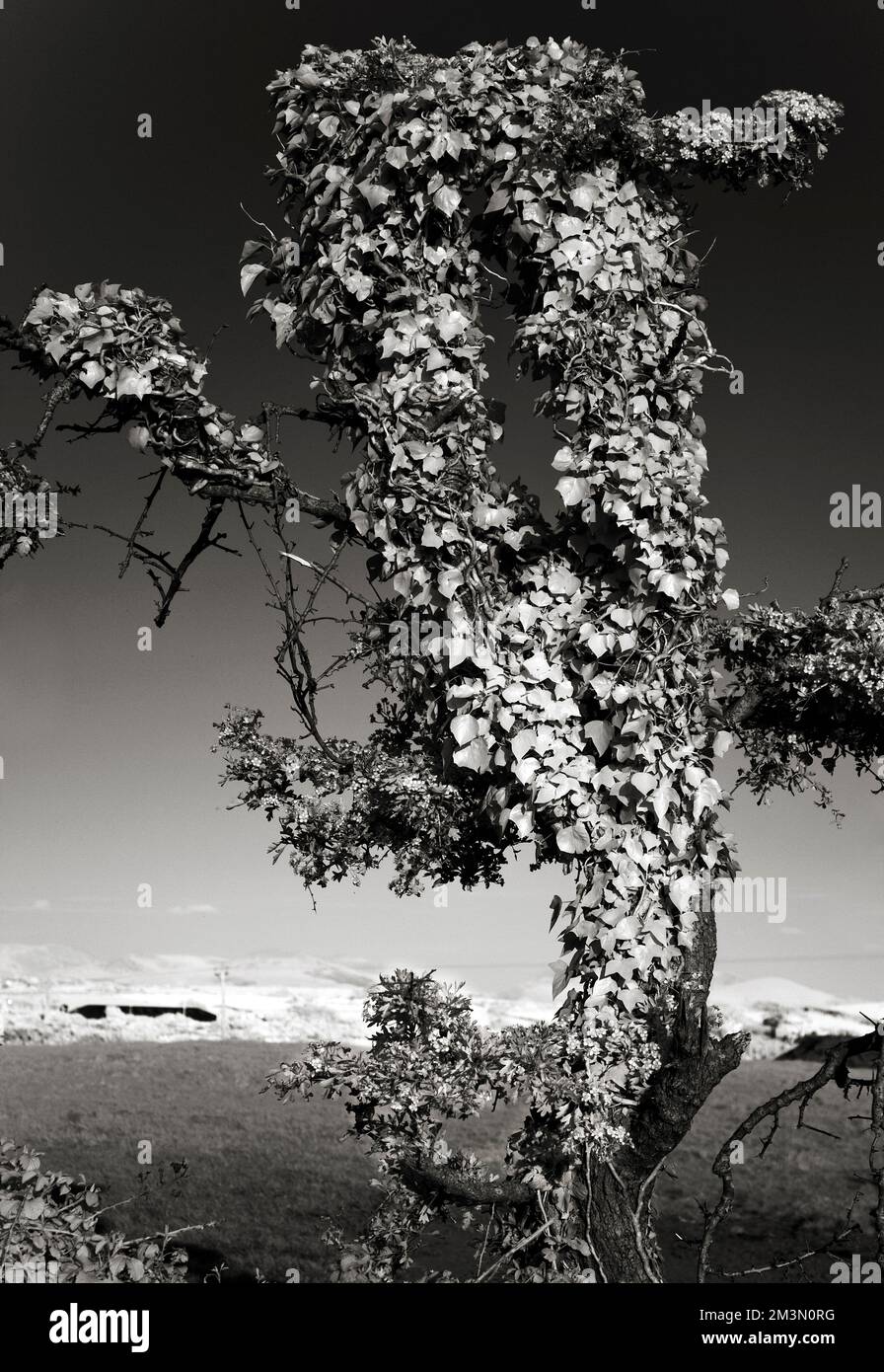 Fine Art black and white photograph of natures sculpture 'number nine ...