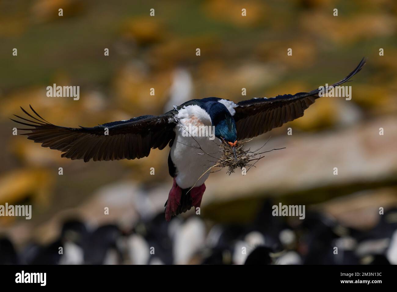 Imperial Shag (Phalacrocorax atriceps albiventer) carrying vegetation ...