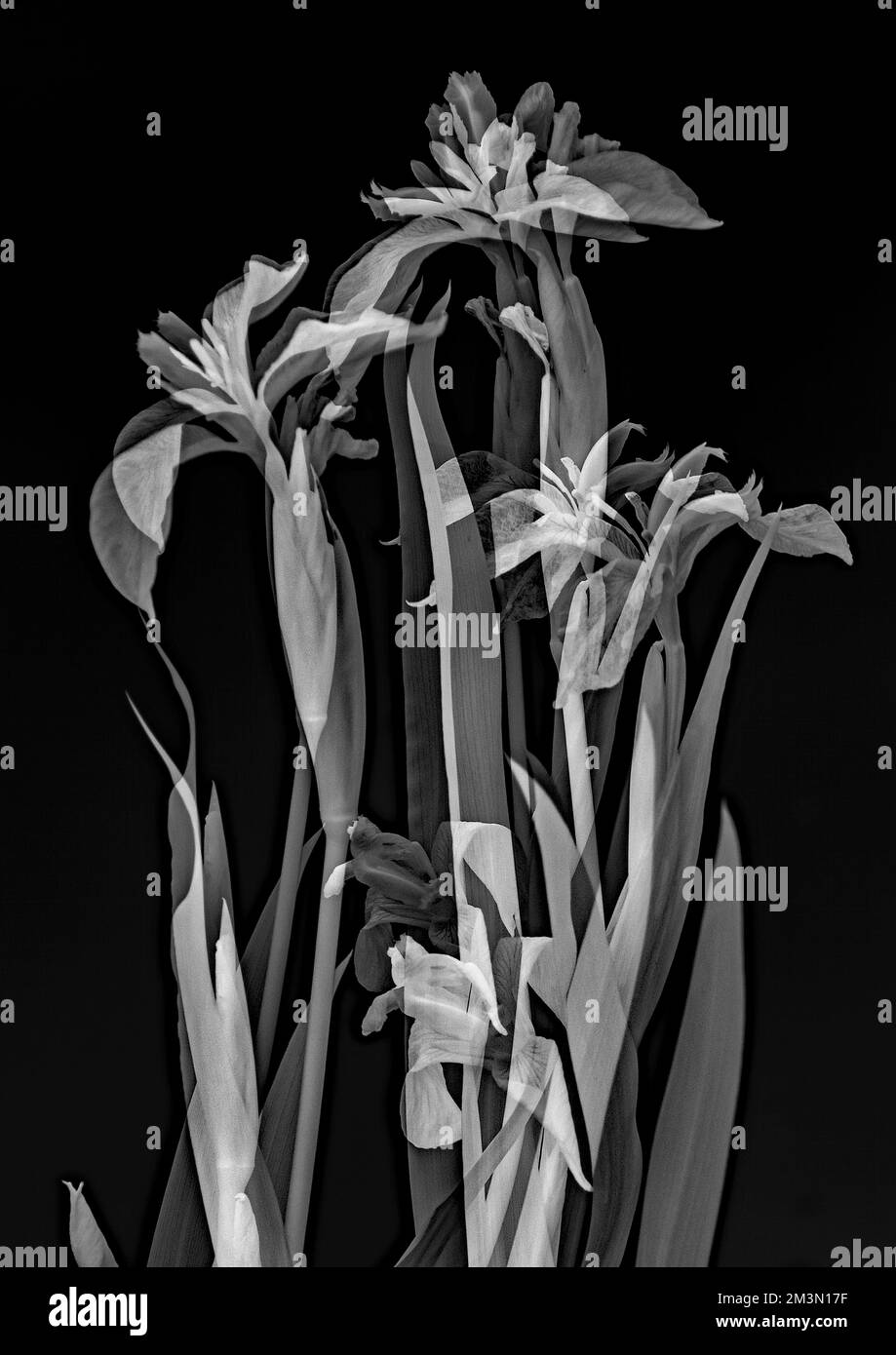 Iris growth Black and White Stock Photos & Images - Alamy