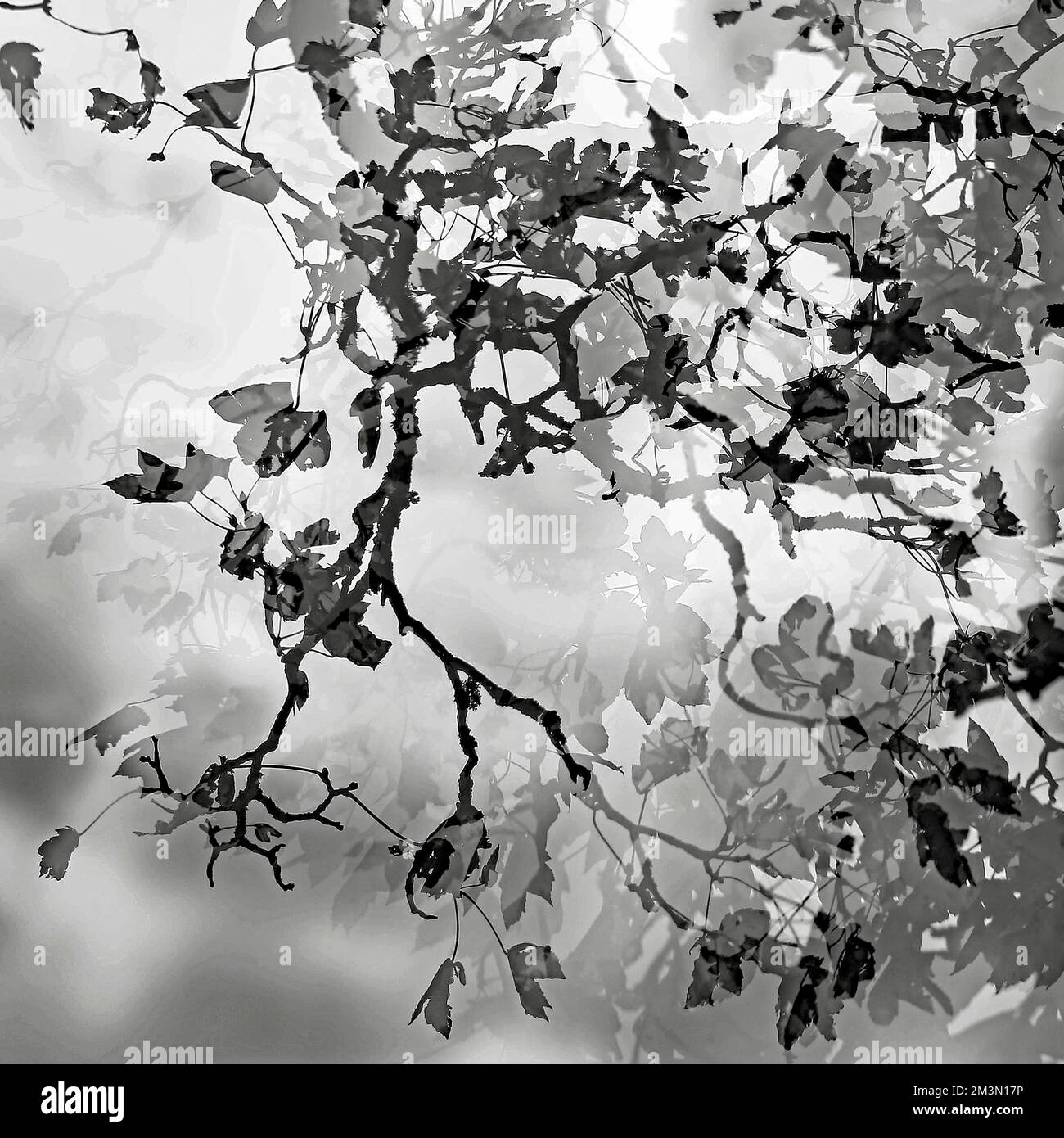 Fine art photograph semi abstract shot with in camera multiple ...