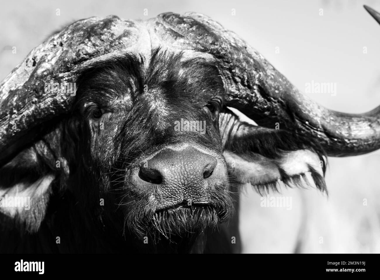 Bull head detail Black and White Stock Photos & Images - Alamy