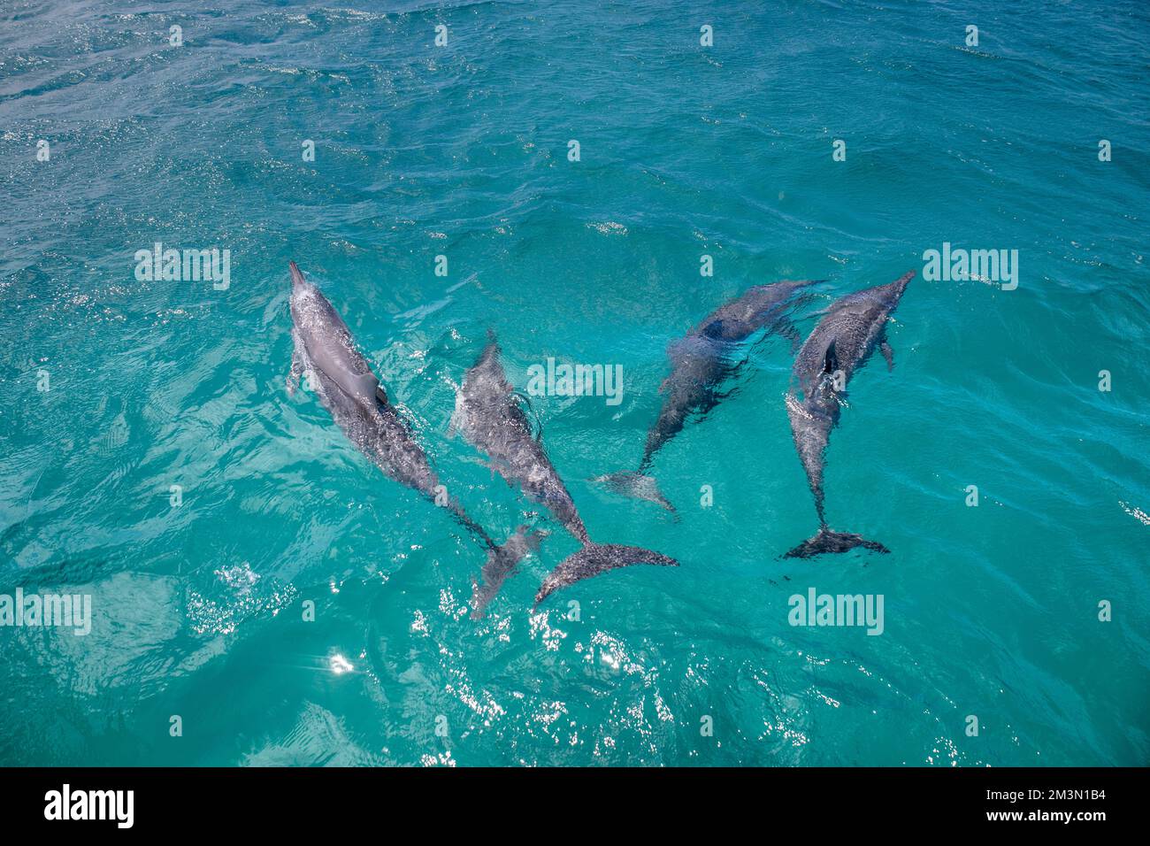 A group of spinner dolphins floating on the turquoise water's surface ...