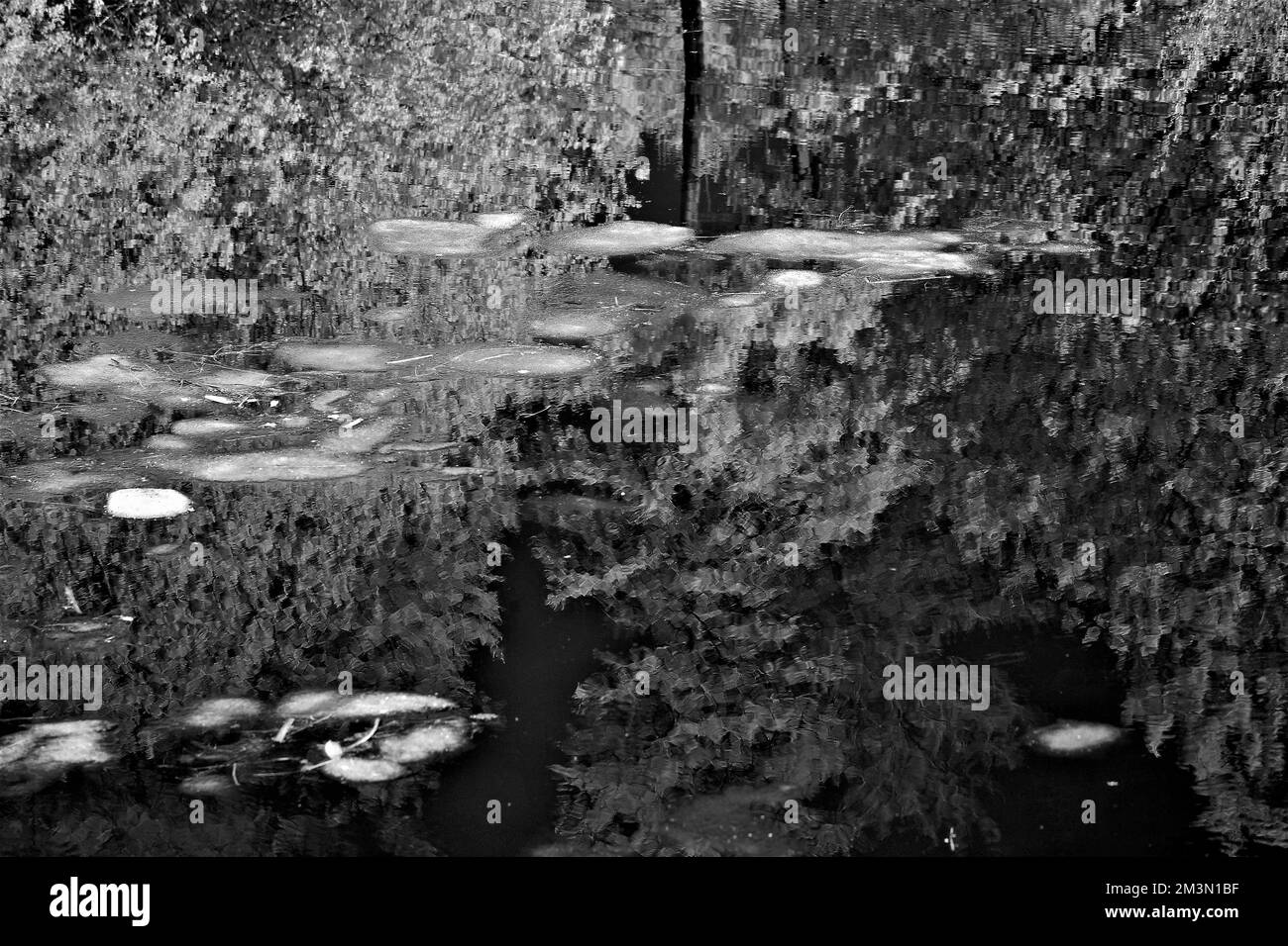 Fine Art semi abstract black and white photograph with Water Lillies on ...