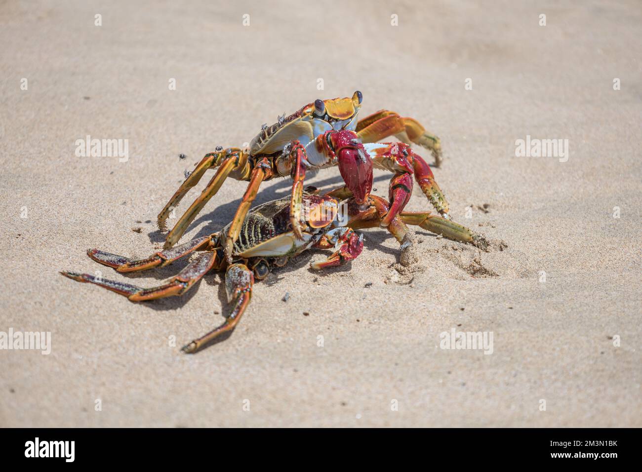 Two crabs on a beach hi-res stock photography and images - Alamy
