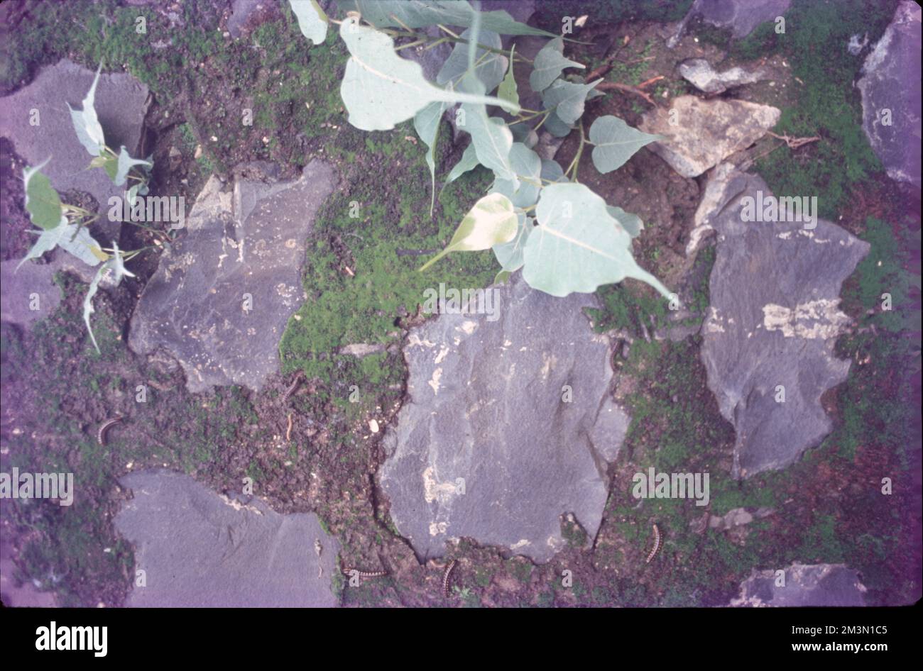 Algae is an informal term for a large and diverse group of ...