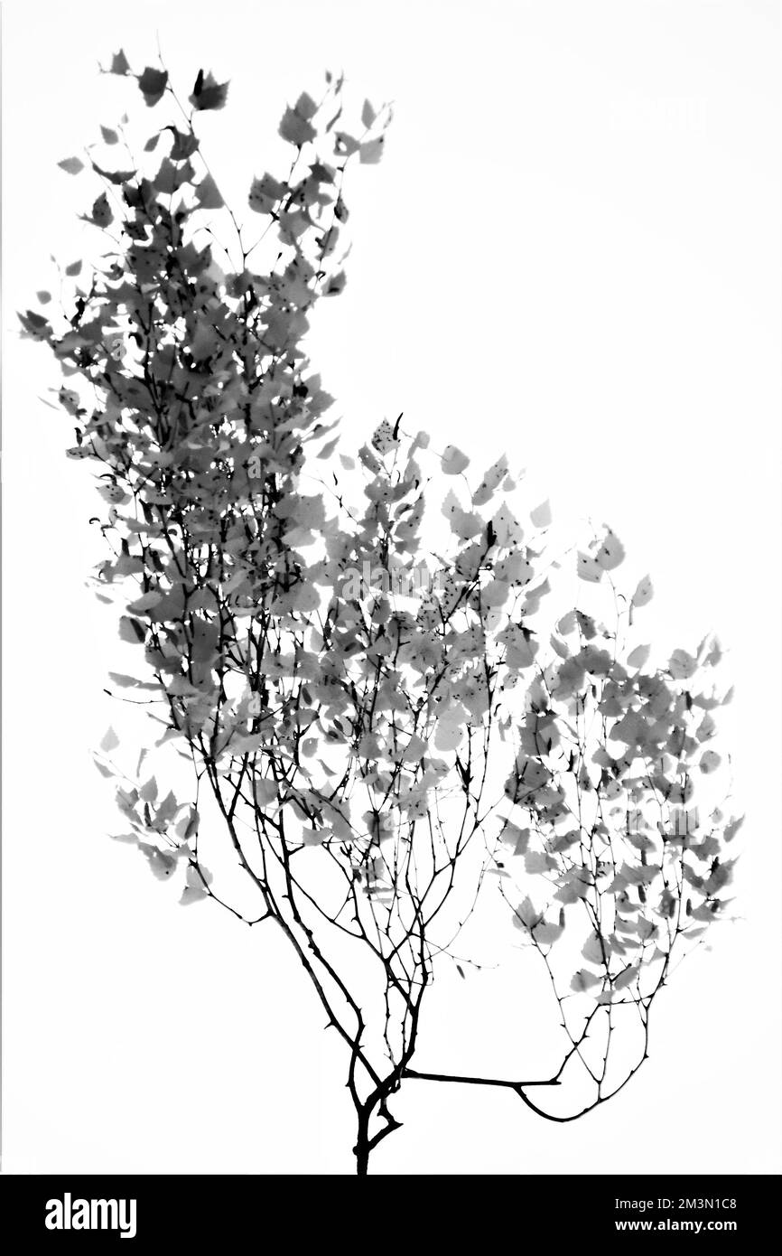 Fine art photograph of trees in black and white, an image of nature in ...