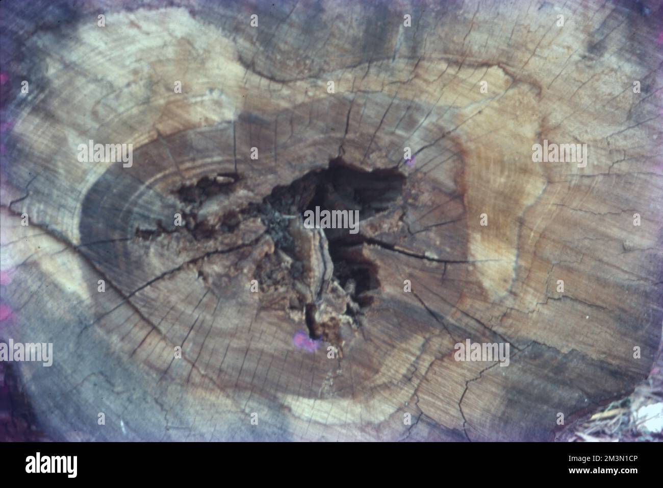 In botany, the trunk (or bole) is the stem and main wooden axis of a ...