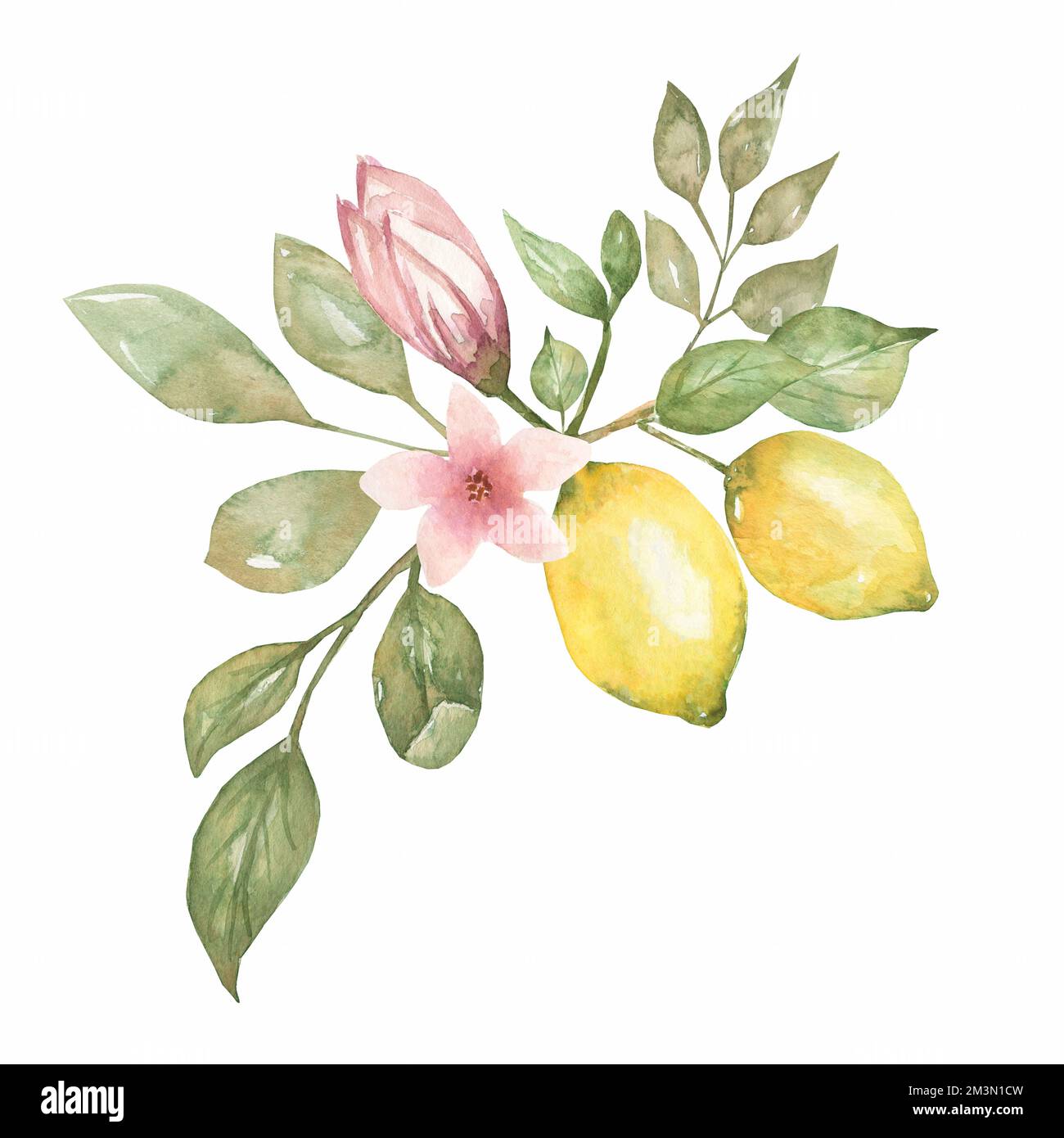 Lemon branch with citrus fruit,flowers and leaves. Watercolor hand ...