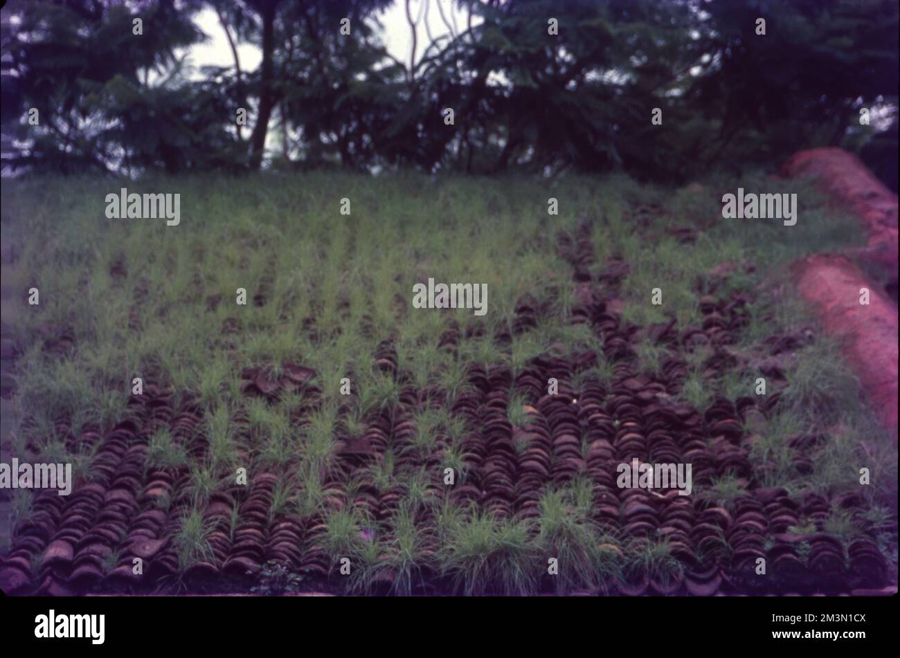 Erratic growth hi-res stock photography and images - Alamy