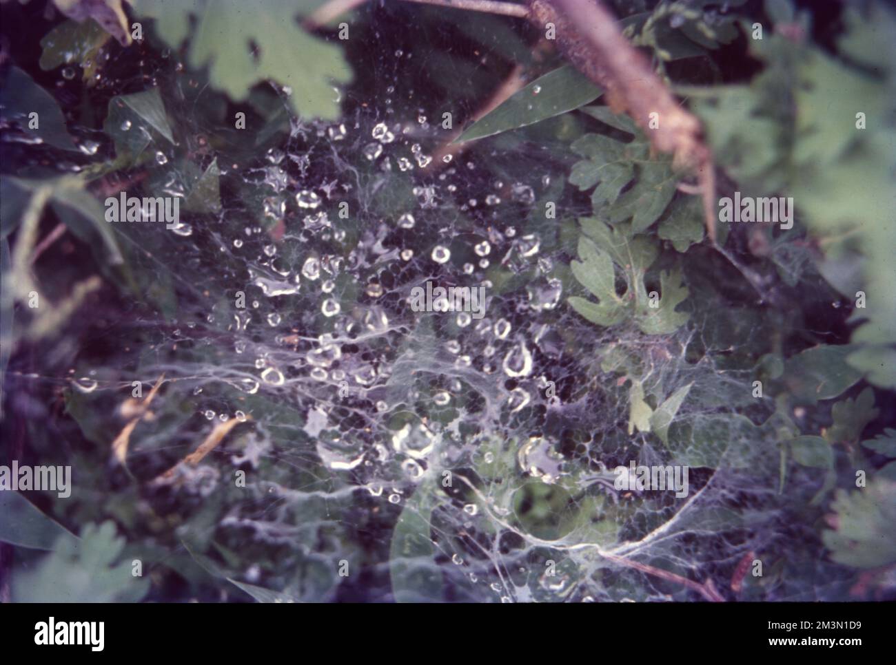Tangles of silken threads hi-res stock photography and images - Alamy