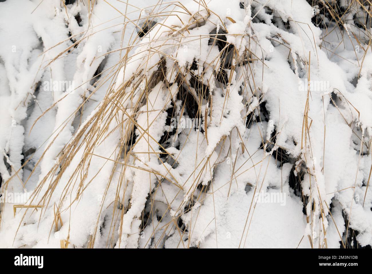 Close-up of a bush of dry yellow grass on a snowy field in a winter day ...