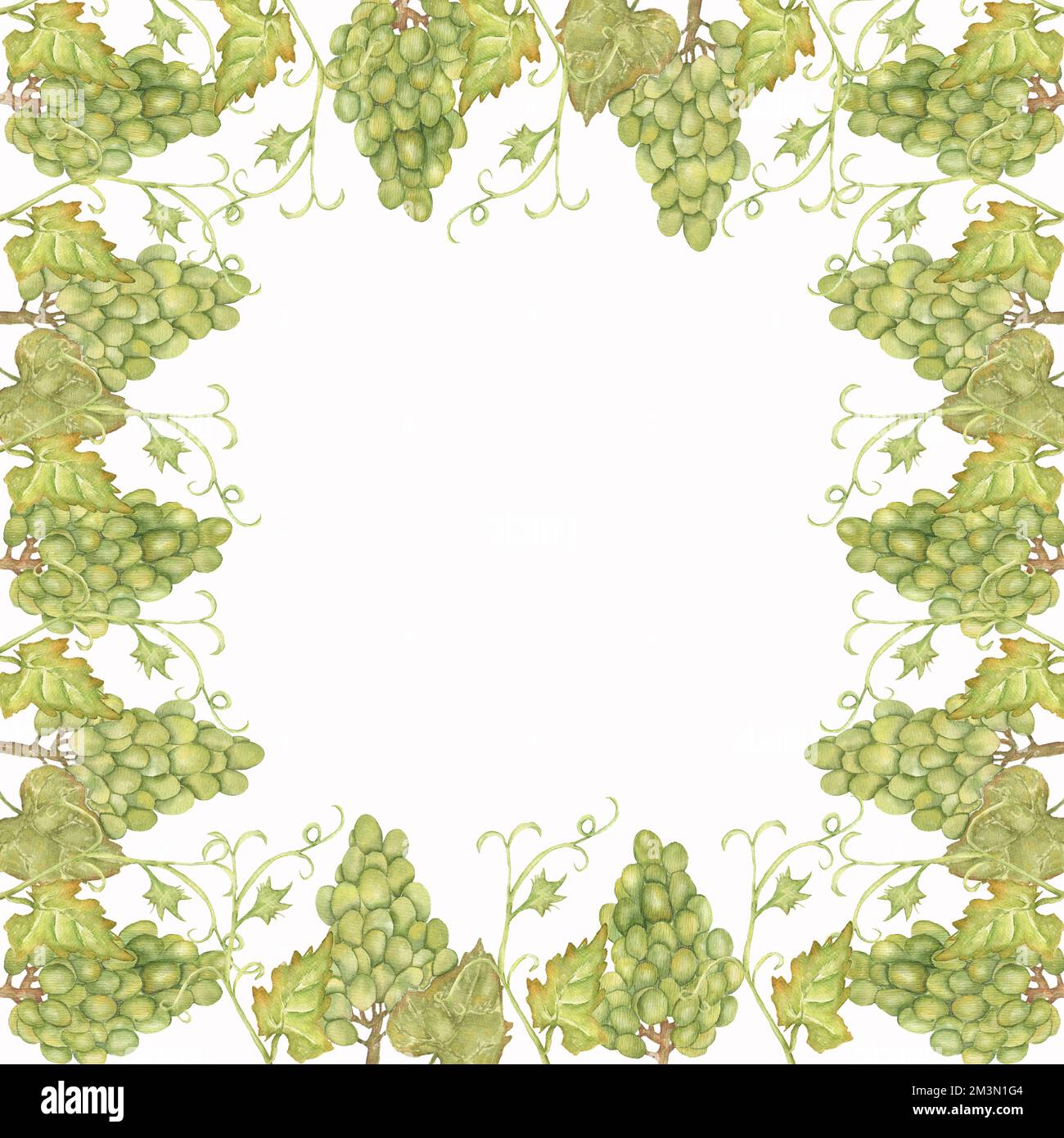 Color Grape Vine Design