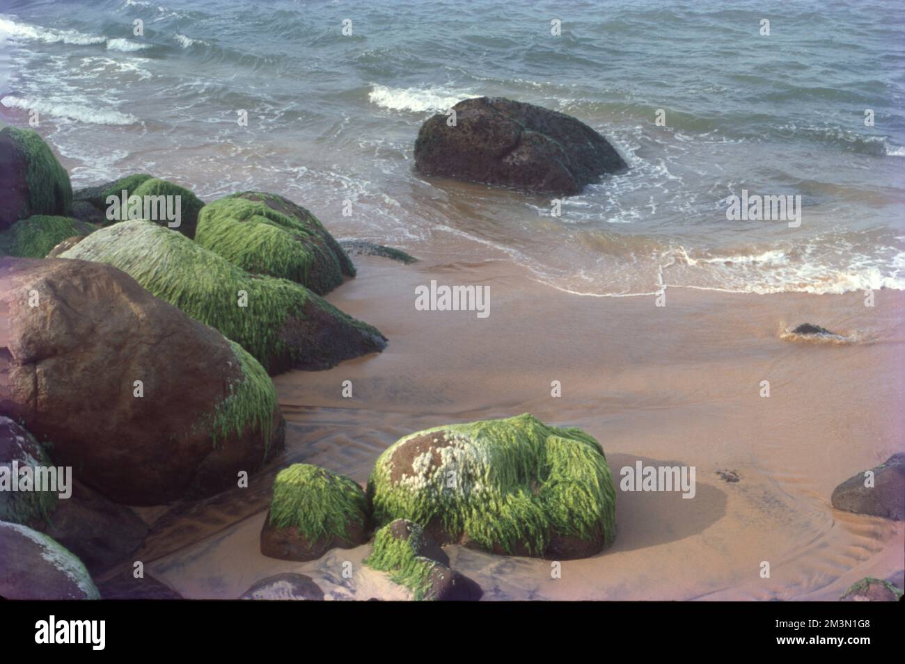 Marine algae though are abundant throughout the ocean and can either ...