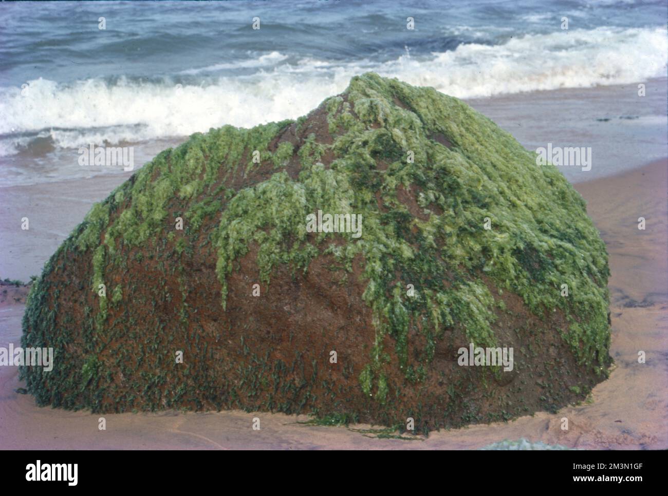 Marine algae though are abundant throughout the ocean and can either ...