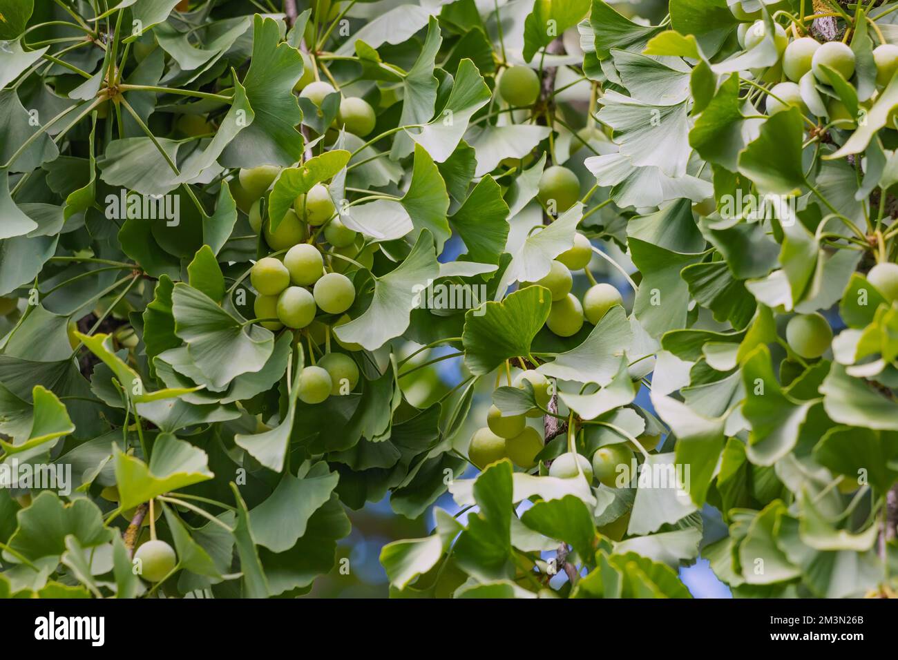 Ginkgo tree with fruits - widely used in alternative medicine and ...