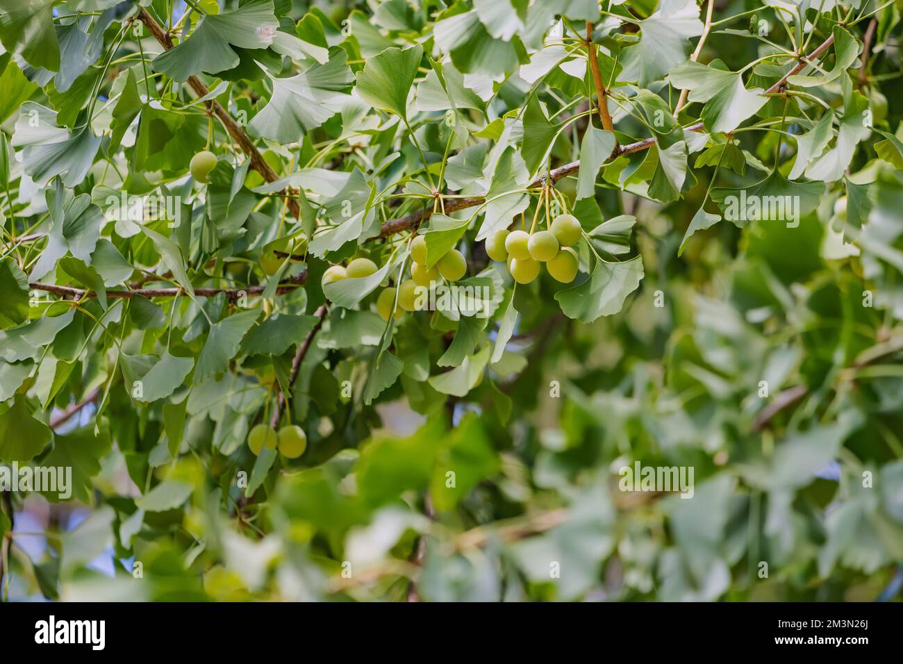 Ginkgo tree with fruits - widely used in alternative medicine and ...