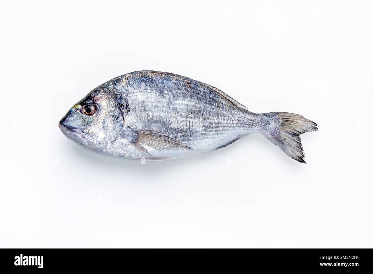 Fresh seabream isolated on white background. Fresh raw Gilt-head sea ...