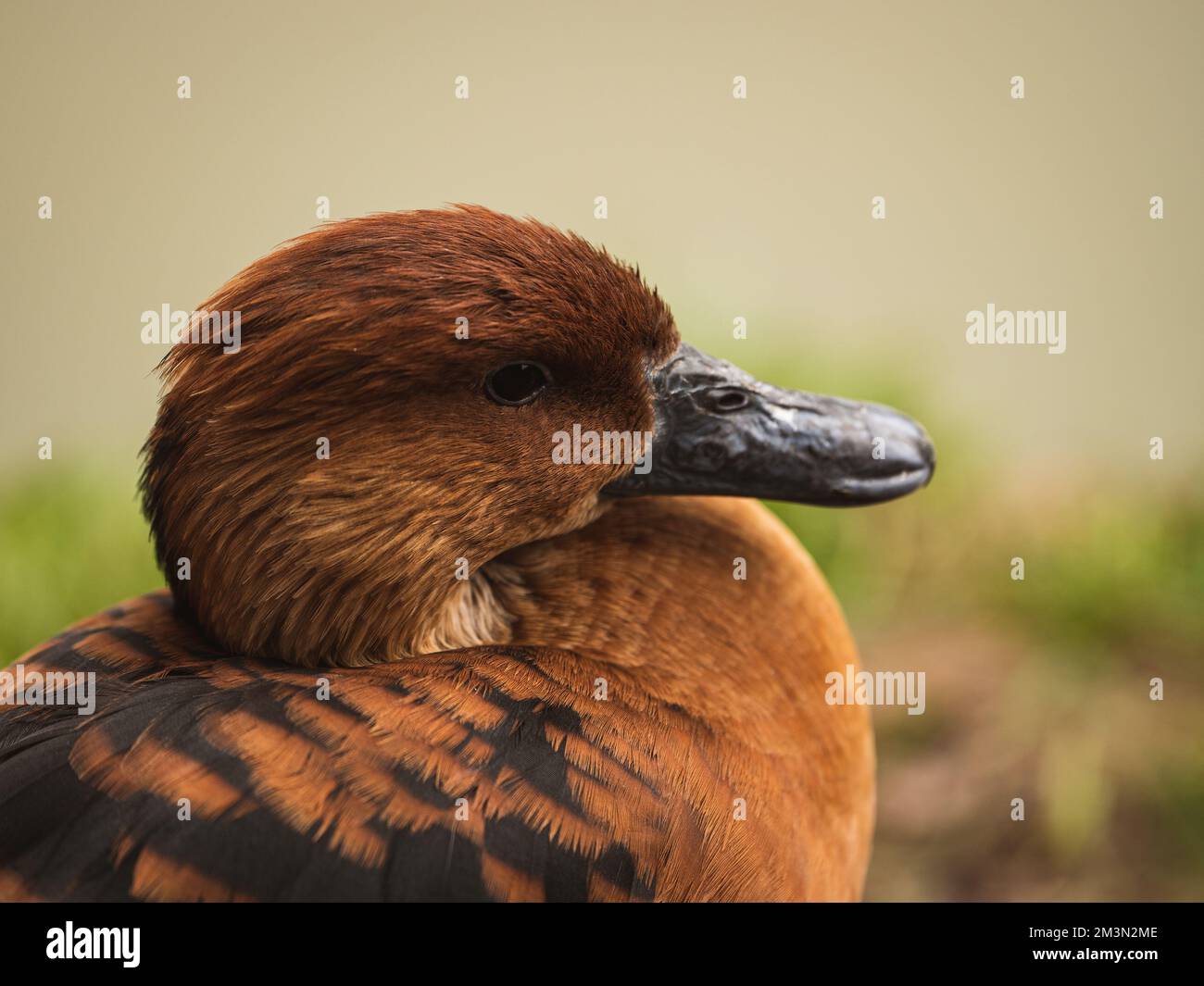 A closeup shot of a brown duck Stock Photo - Alamy