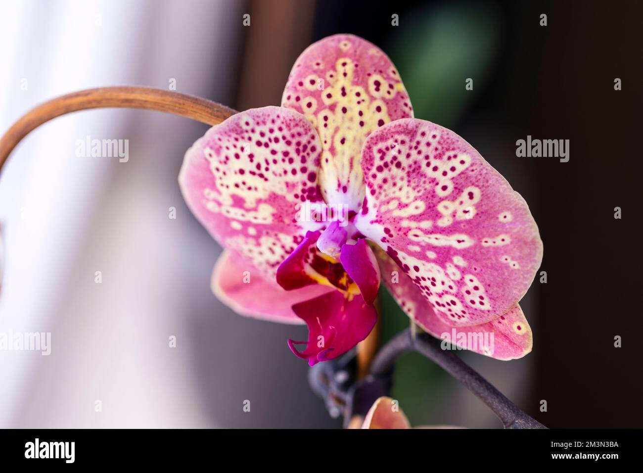 A closeup shot of a Moth orchid flower in detail Stock Photo - Alamy