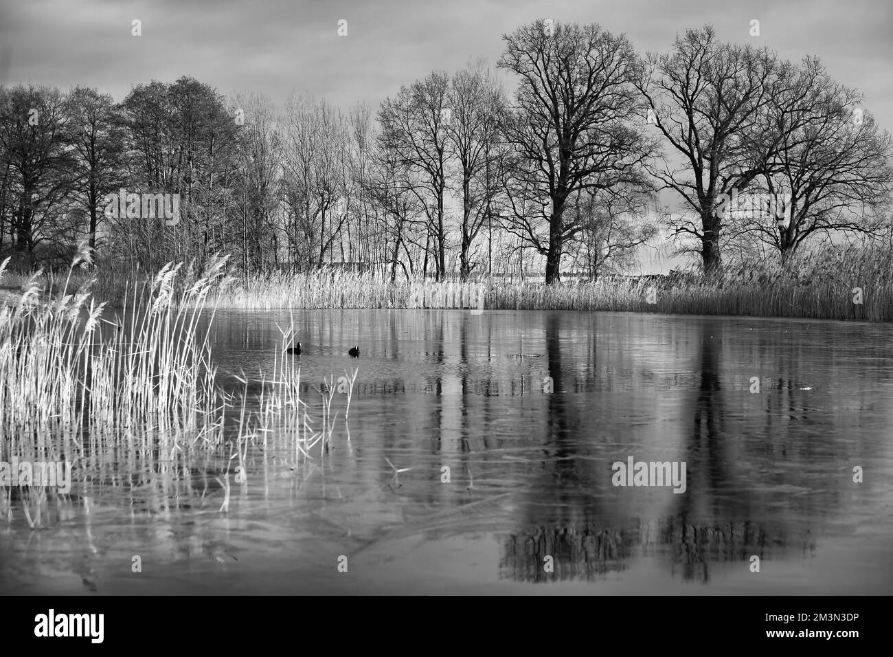 frozen lake with coot in ice free area in black and white. Trees on the ...