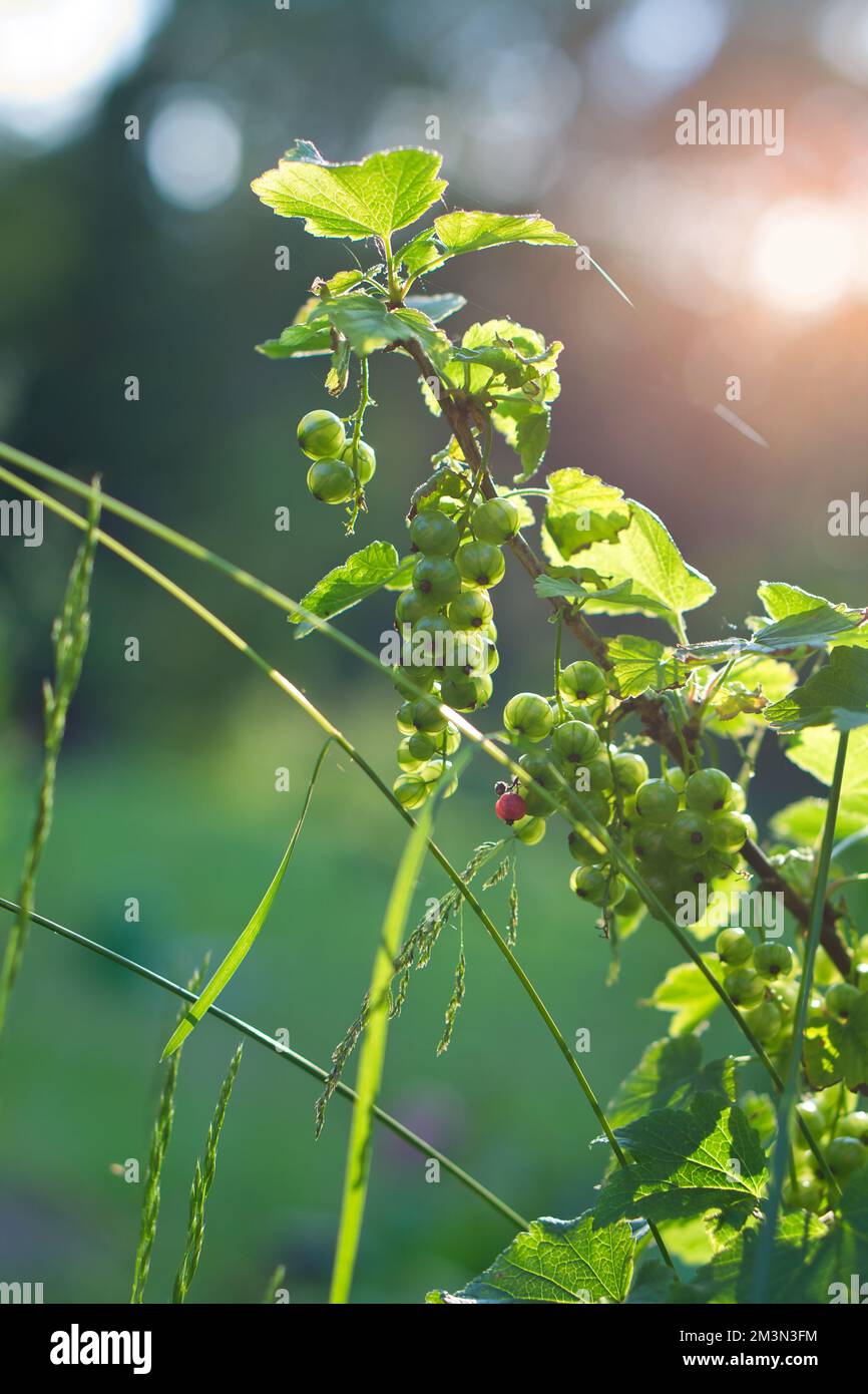 red currants on bush in garden with sunlight in background. Vitamin C ...