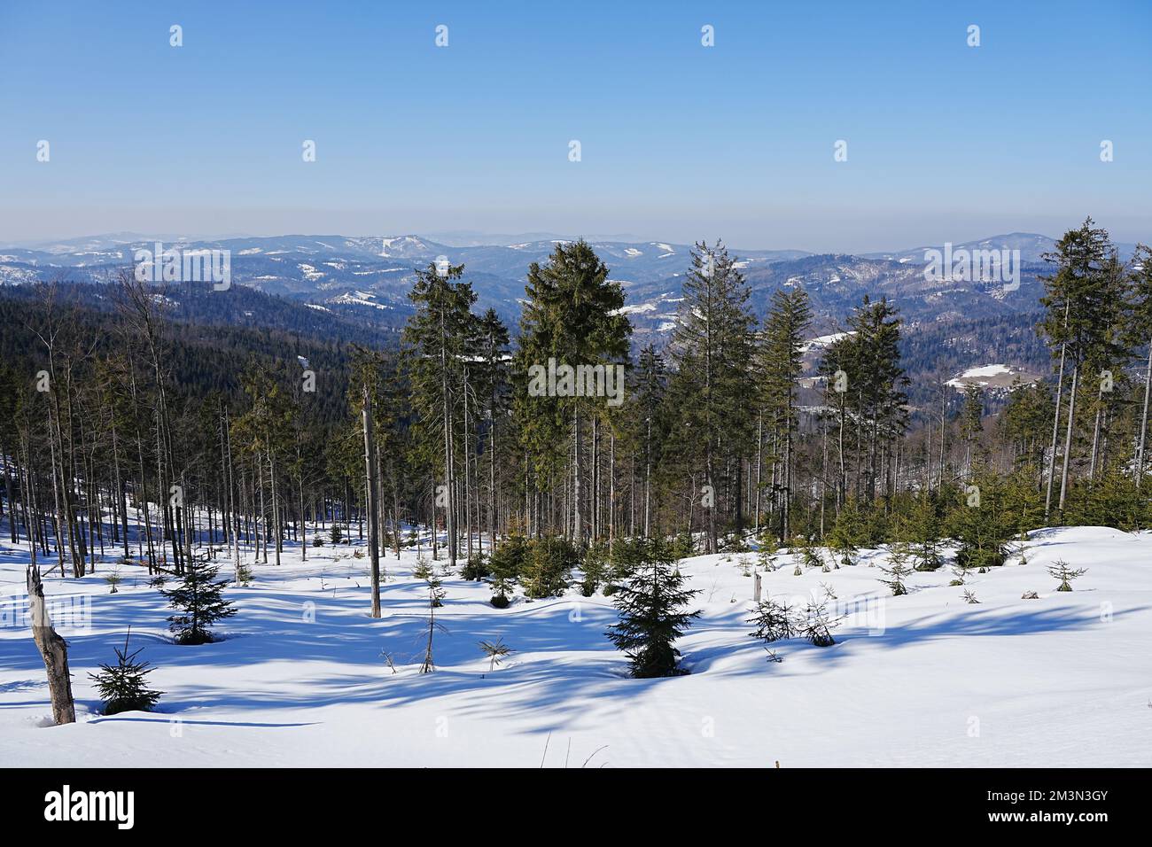 Forest at Silesian Beskid mountains range on european Bialy Krzyz in ...