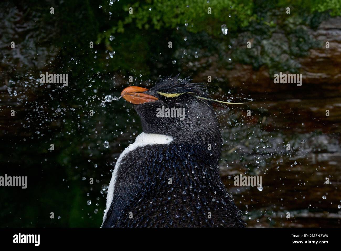 Washing wet eye british wildlife nature hi-res stock photography and ...