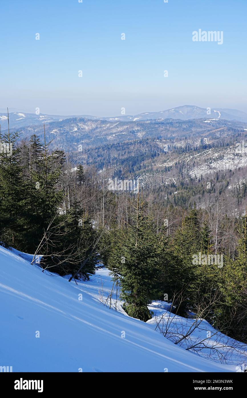 Snowy slope at Silesian Beskid Mountains range on european Bialy Krzyz ...