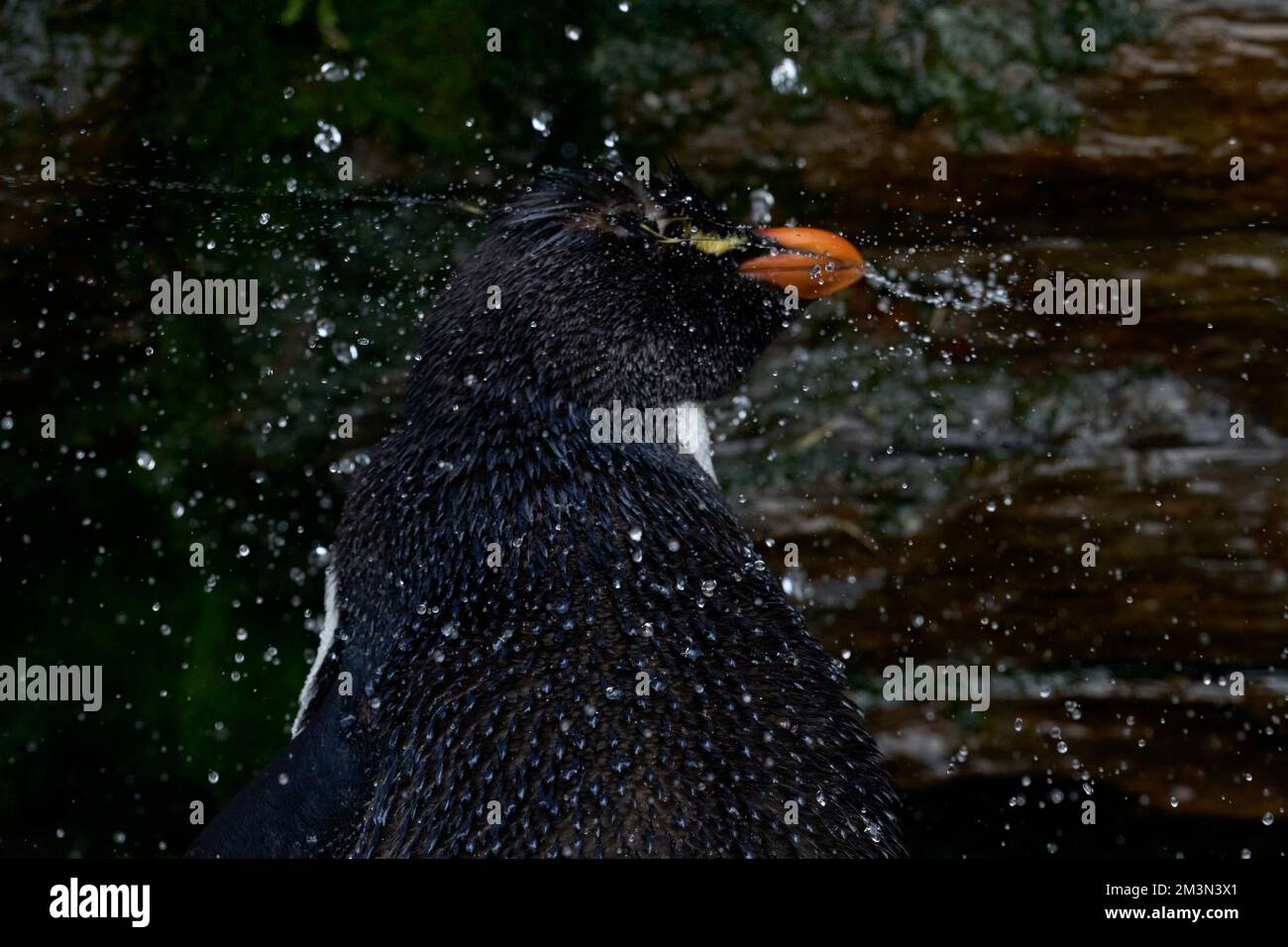 Rockhopper Penguin (Eudyptes chrysocome) having a shower under a ...