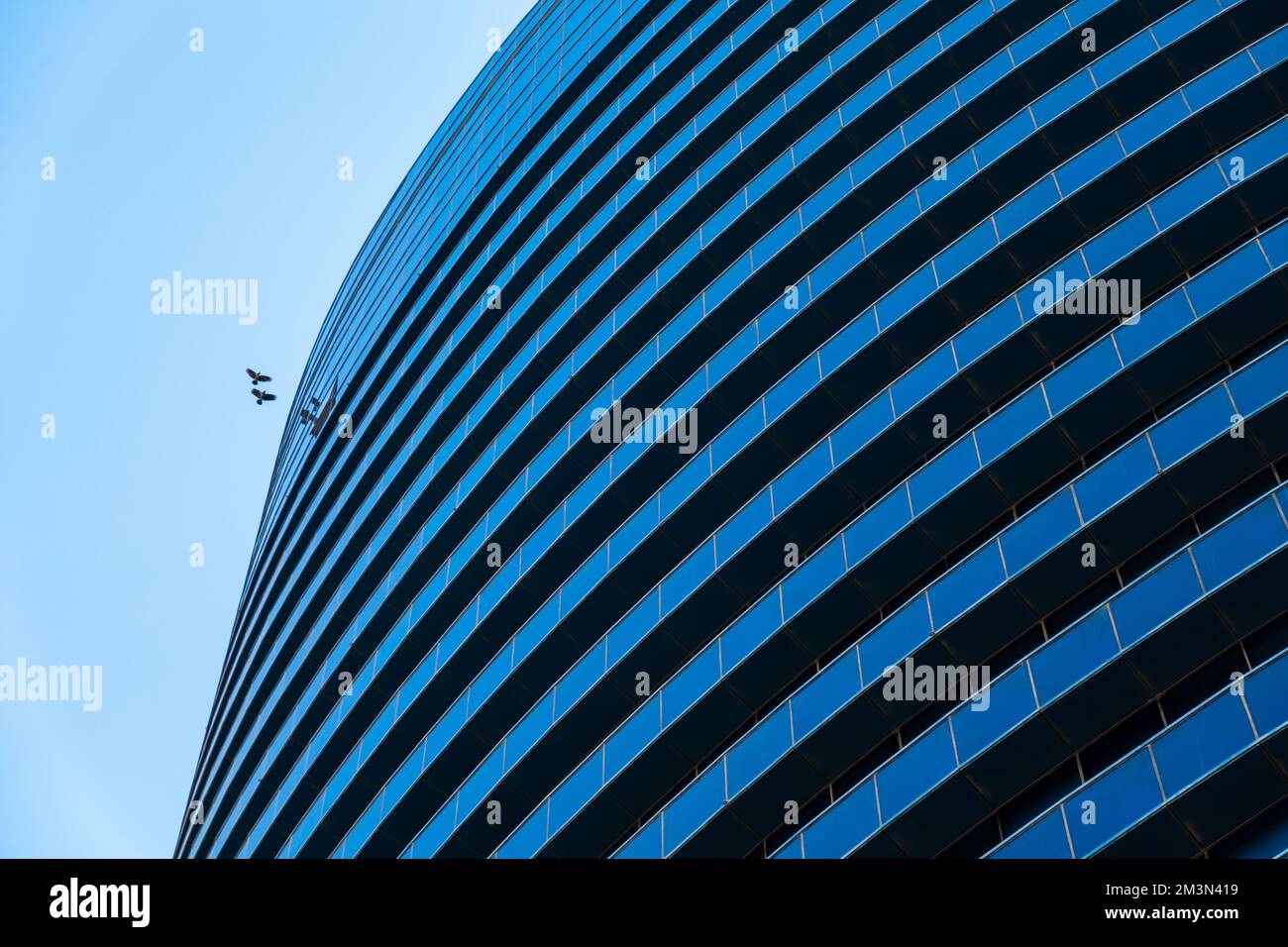 Birds flying over modern skyscraper Stock Photo - Alamy