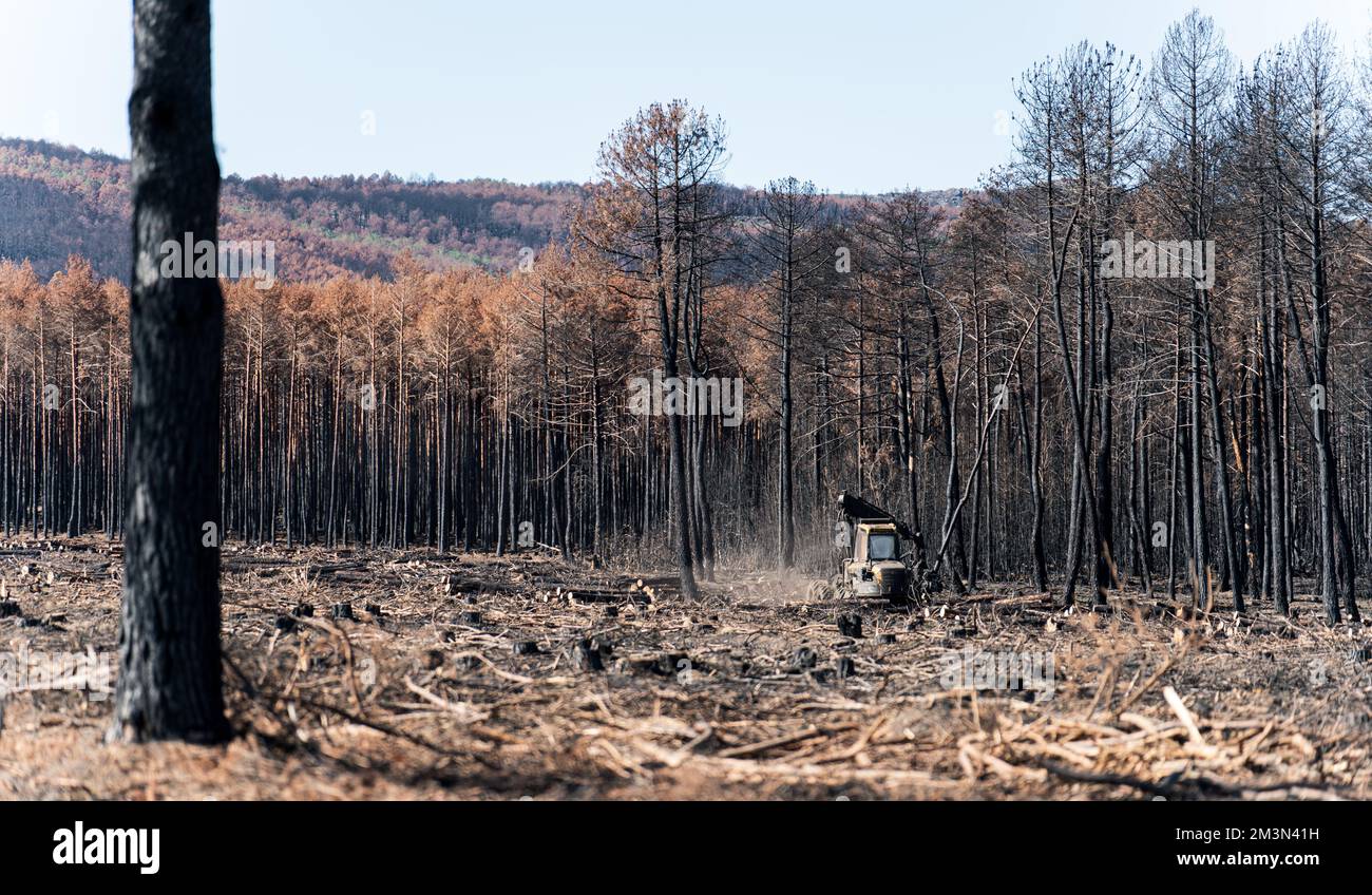 Logging machine hi-res stock photography and images - Alamy