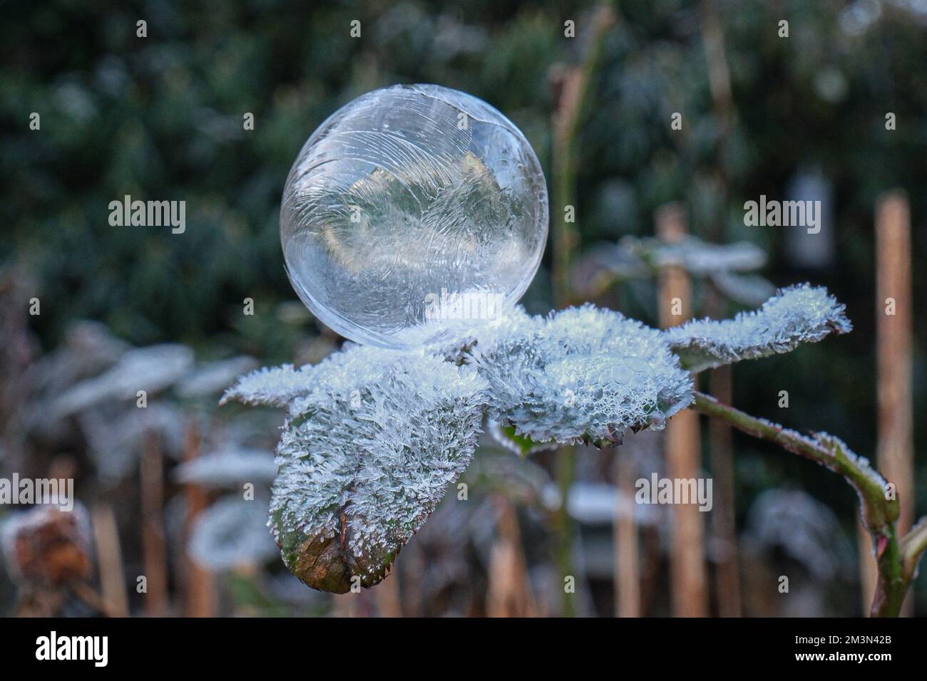 Frozen Ice bubble blown onto plant leaves and flowers Stock Photo - Alamy