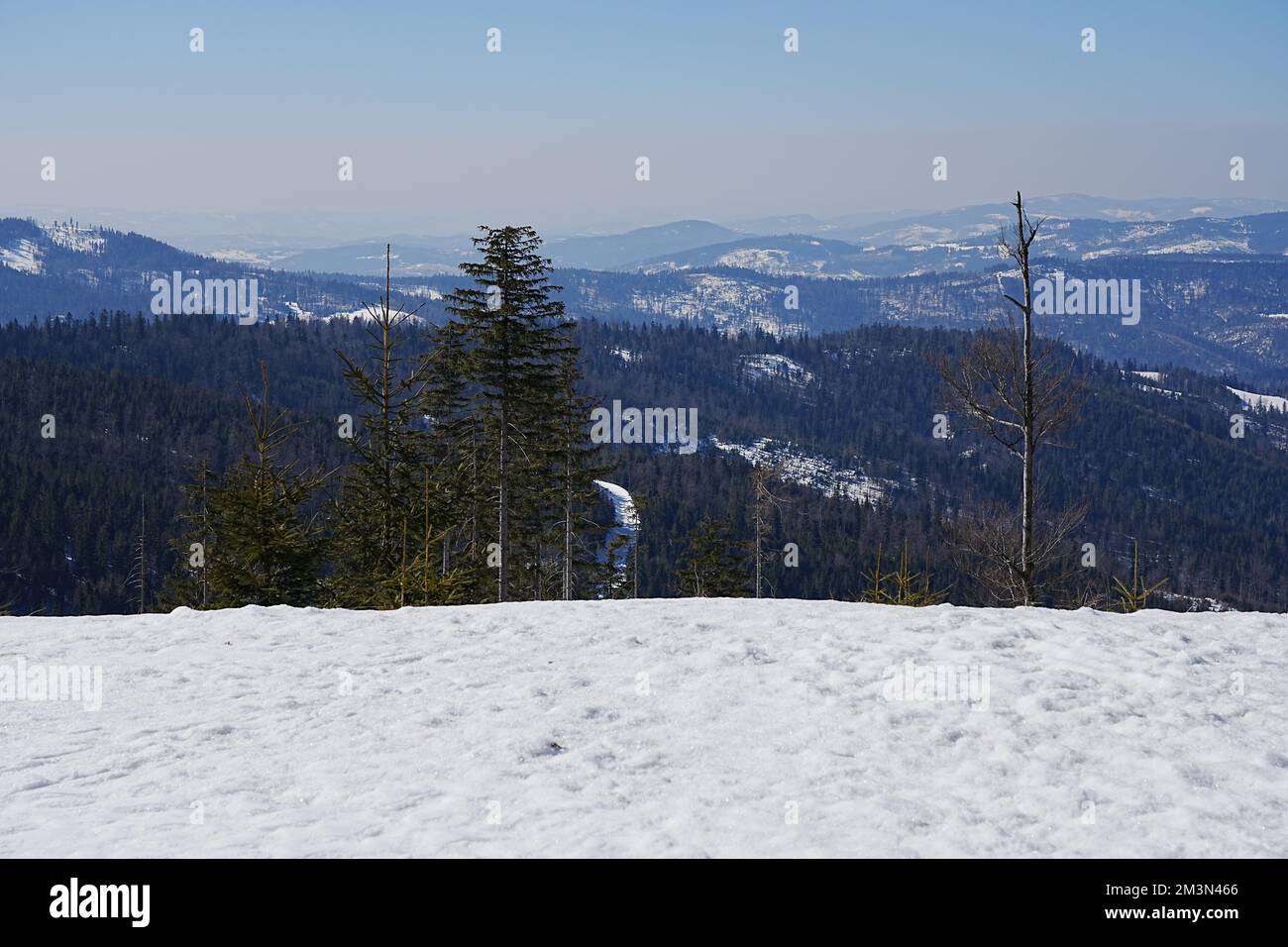 Snowy meadow in Silesian Beskid Mountains range near european Szczyrk ...