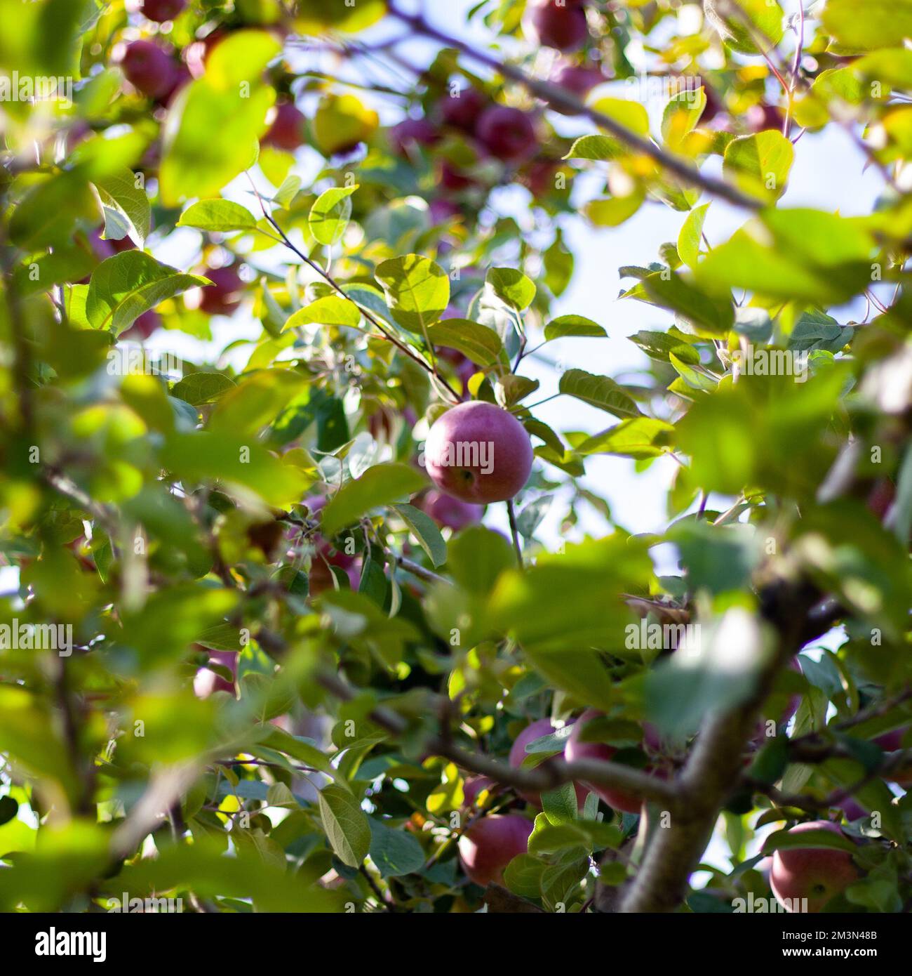 A low angle shot of growing apples Stock Photo - Alamy